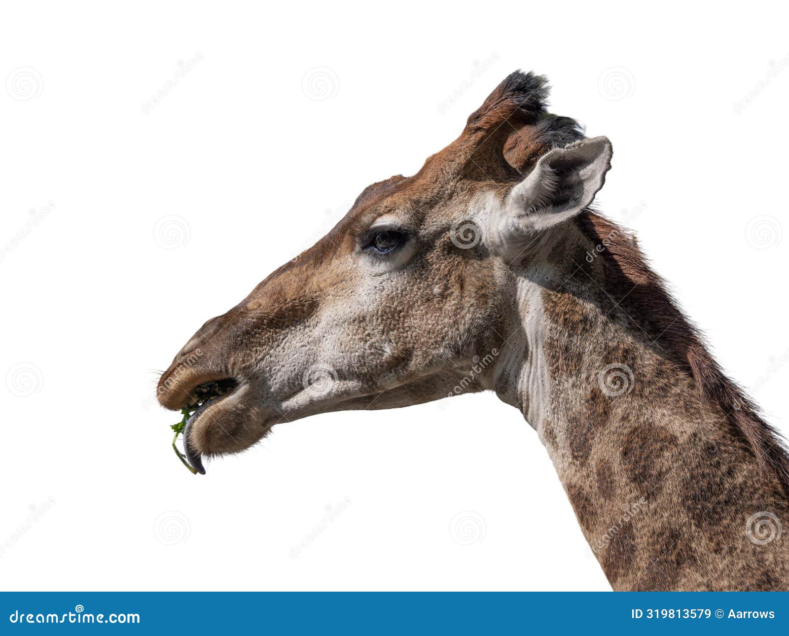 Close Up Shot of Giraffe Head Isolate on White Stock Image - Image of ...