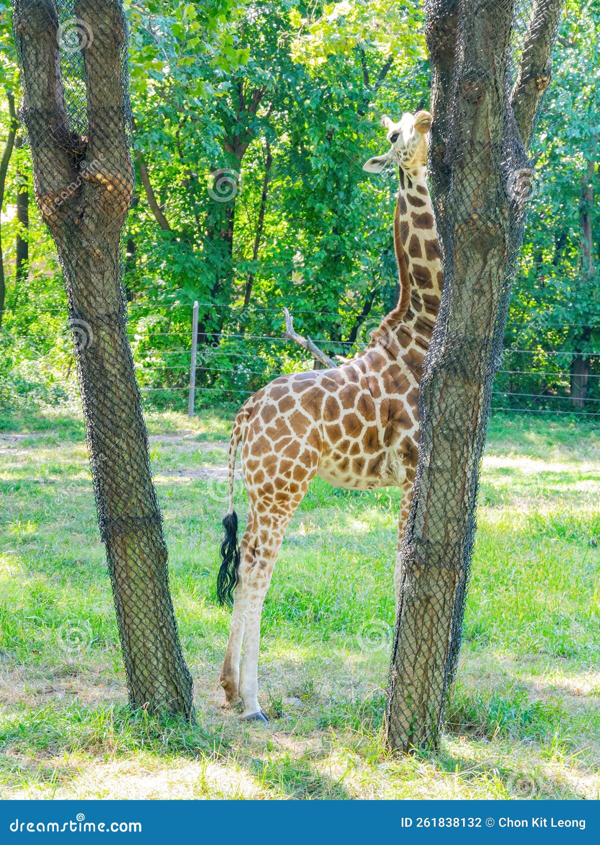 Close up shot of Giraffe stock photo. Image of york - 261838132