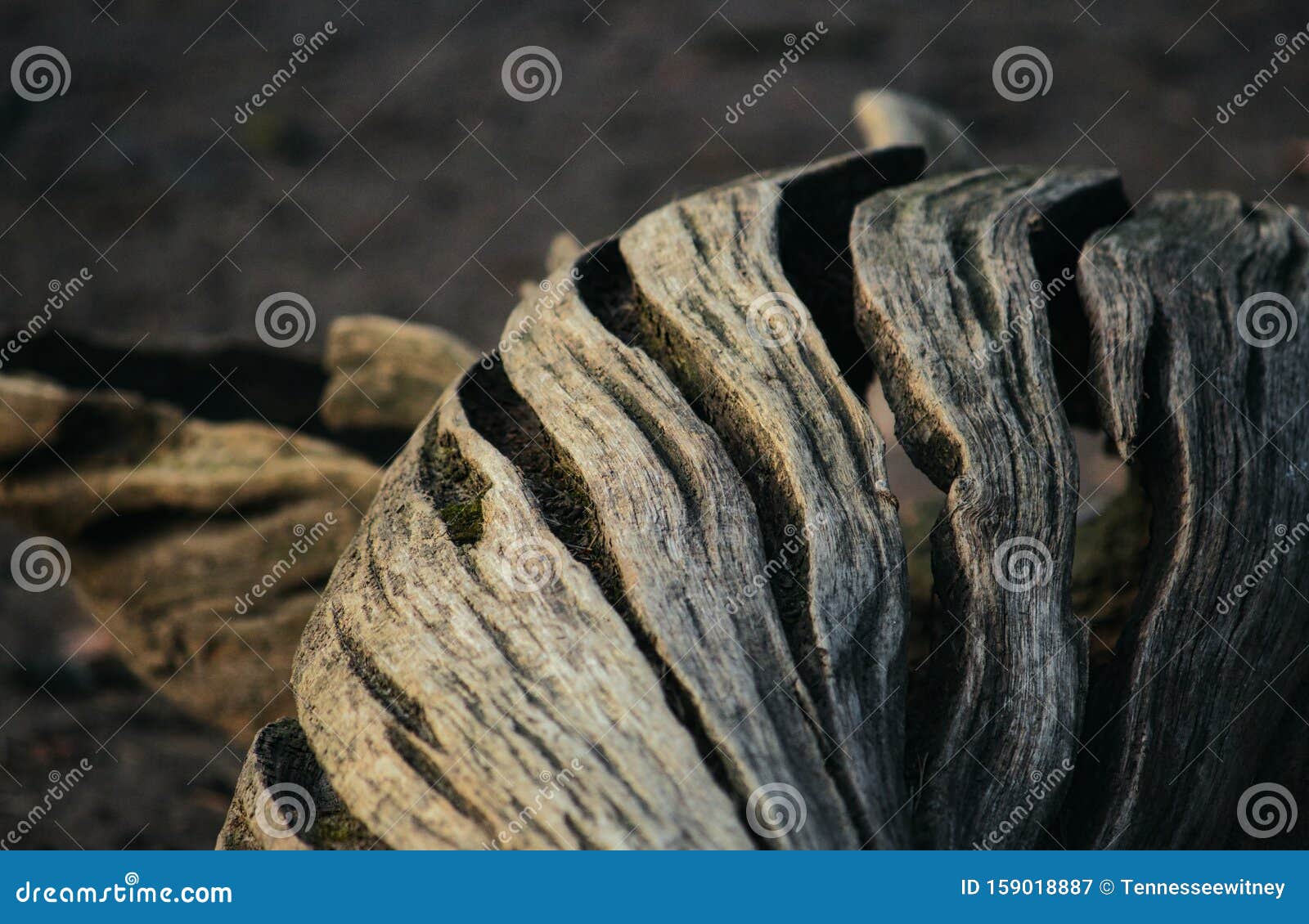 Close-up Shot of Gnarled Split Rough Tree Trunk Stock Image - Image of ...