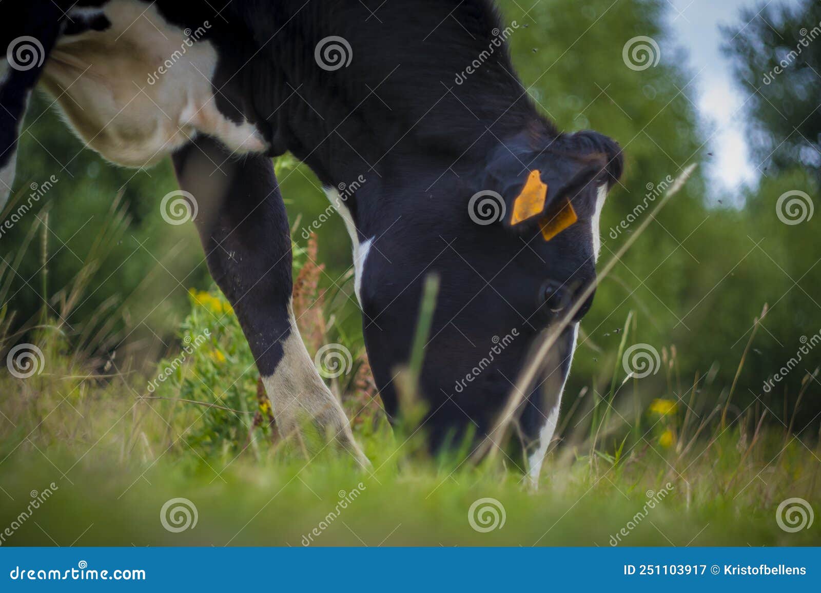 Close-up Shot of Grazing Belgian Blue Cow Stock Image - Image of grass ...
