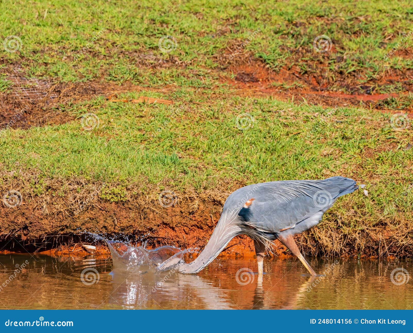 Close Up Shot of Great Blue Heron Catching Fish Stock Photo - Image of ...