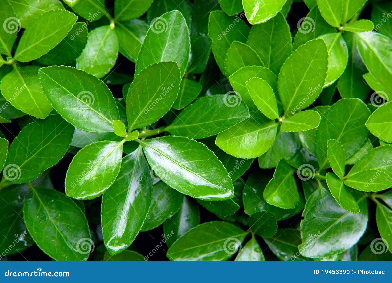 Close-up Shot of Green Bush Stock Photo - Image of concept, color: 19453390