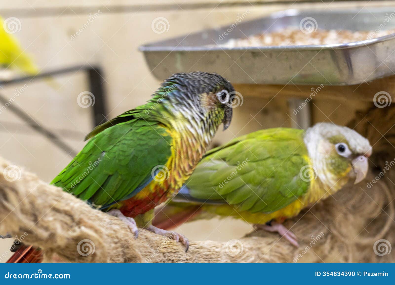 Close Up Shot Of The Green Cheeked Parakeets. Birds Stock Photo ...