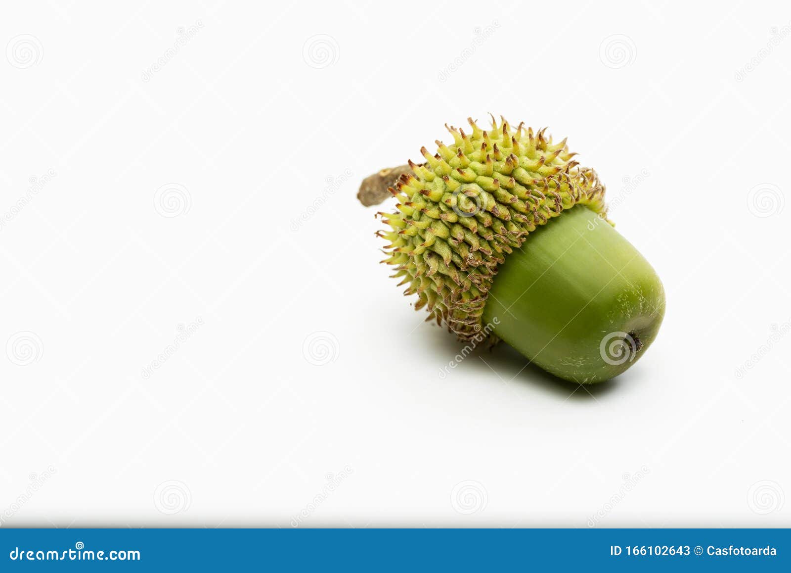 Close Up Shot of Green Single Acorn Stock Image - Image of nutrition ...
