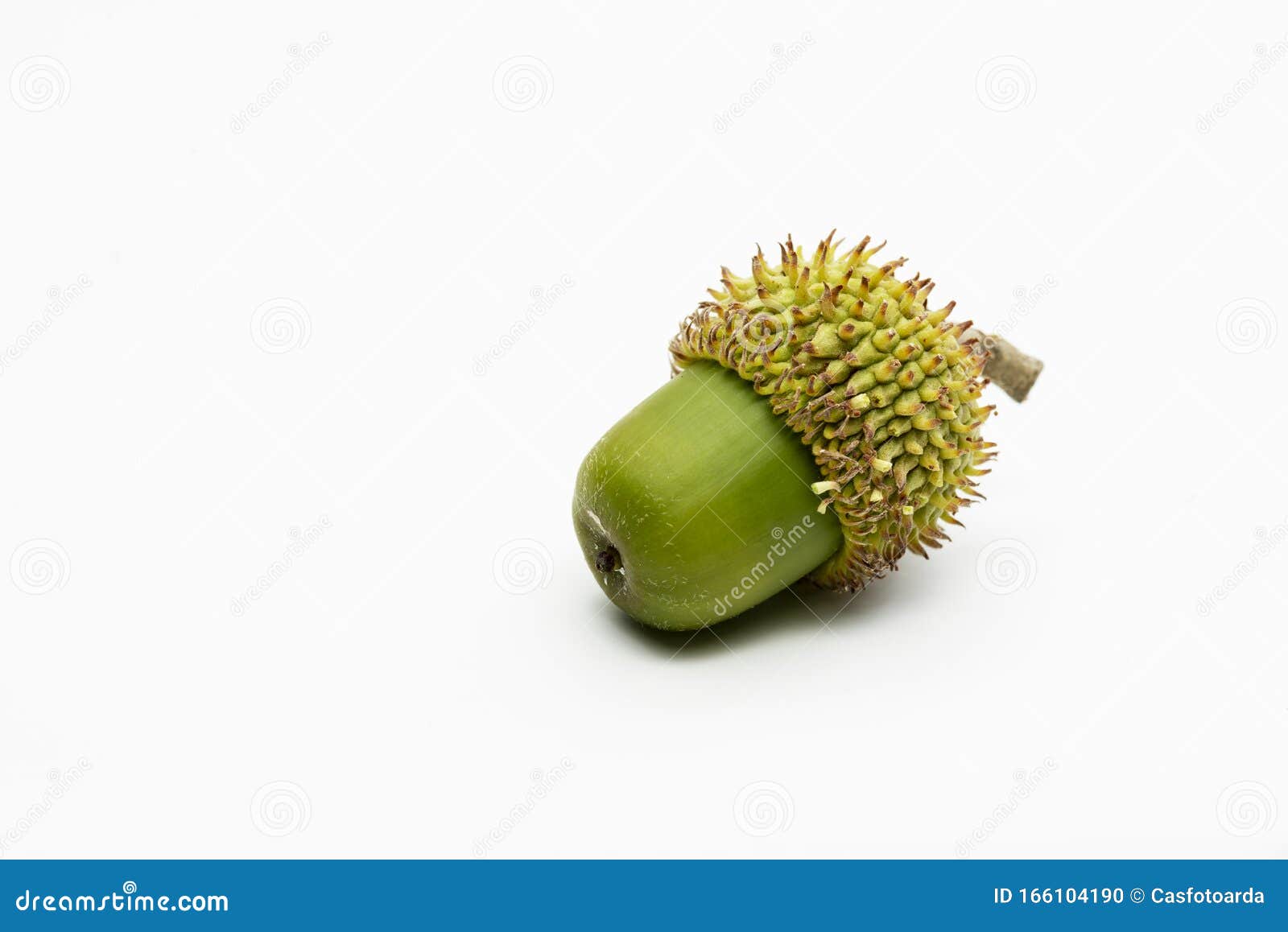 Close Up Shot of Green Single Acorn Stock Photo - Image of isolated ...