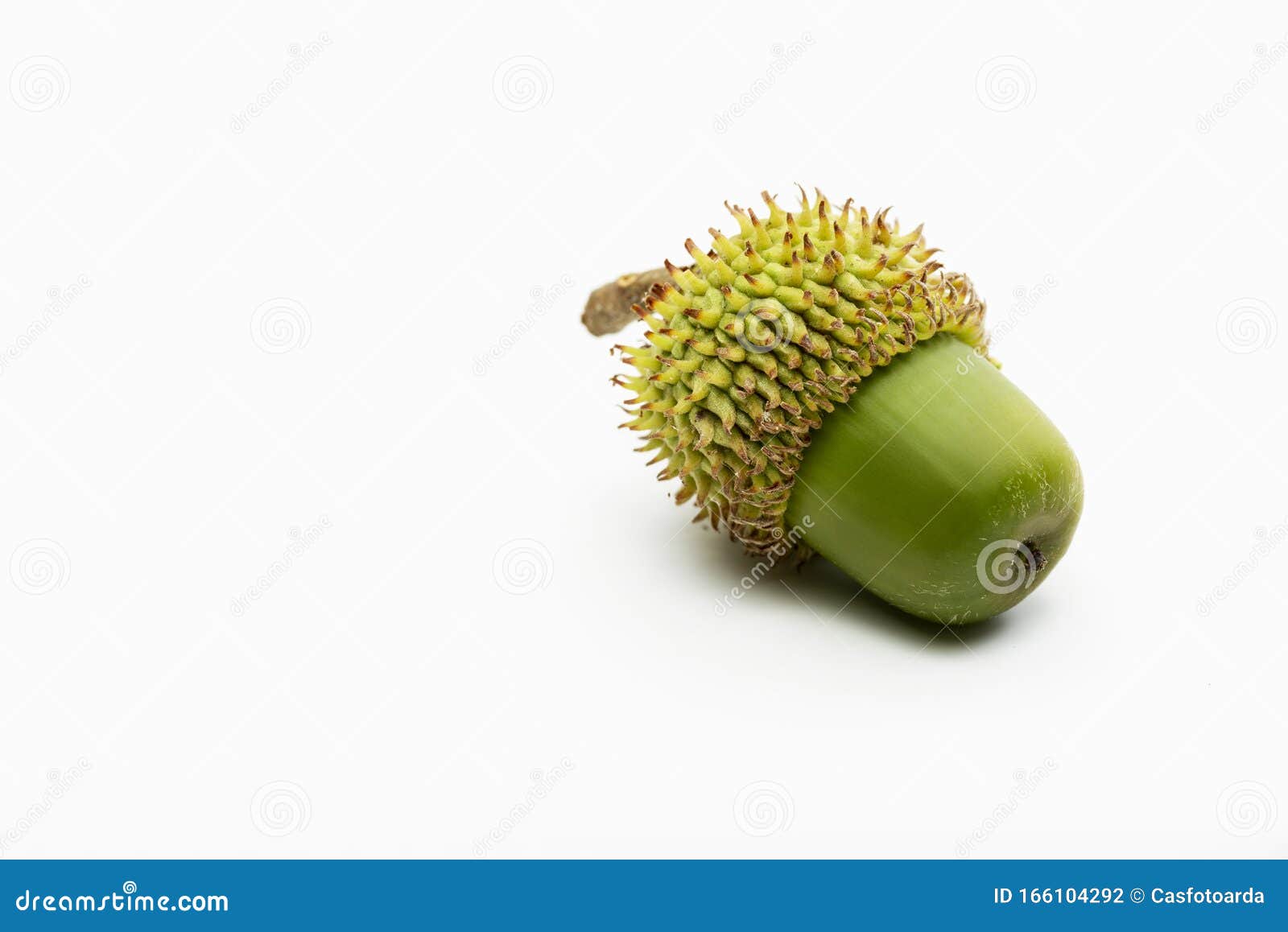 Close Up Shot of Green Single Acorn Stock Photo - Image of acorn ...