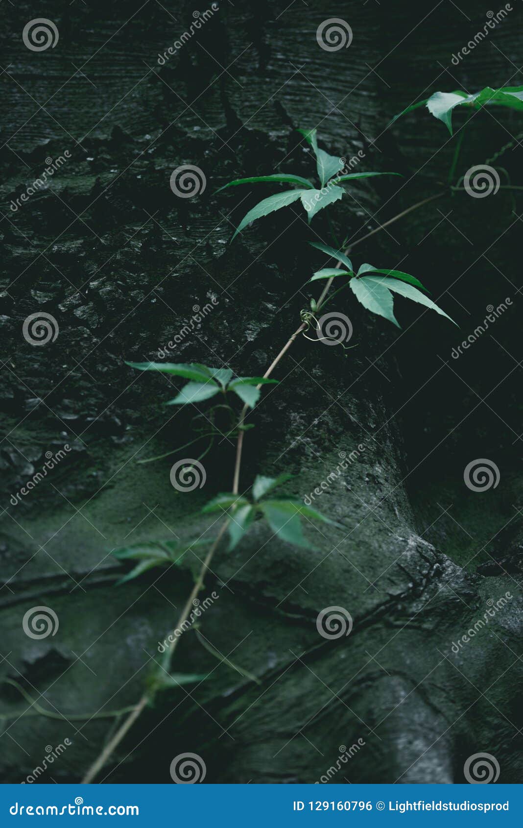 Close-up Shot of Green Vine Growing Stock Photo - Image of relaxation ...