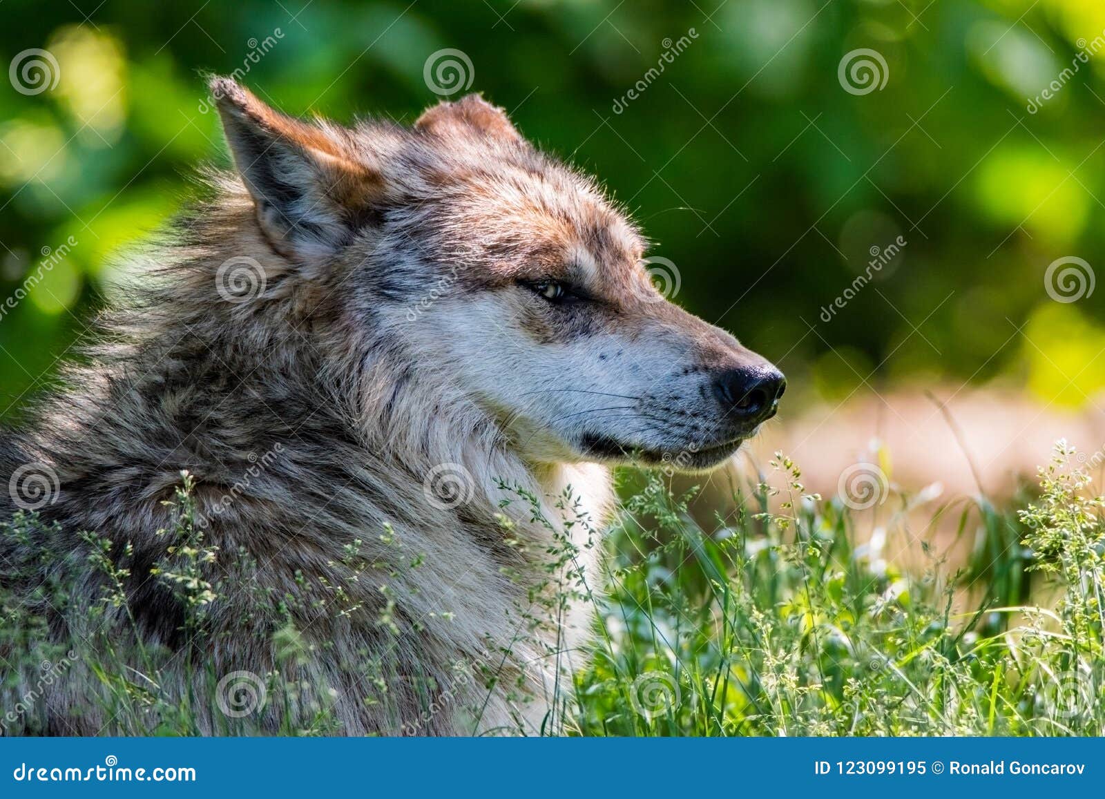 Close Up Shot of a Grey Timber Wolf Stock Image - Image of lupus ...