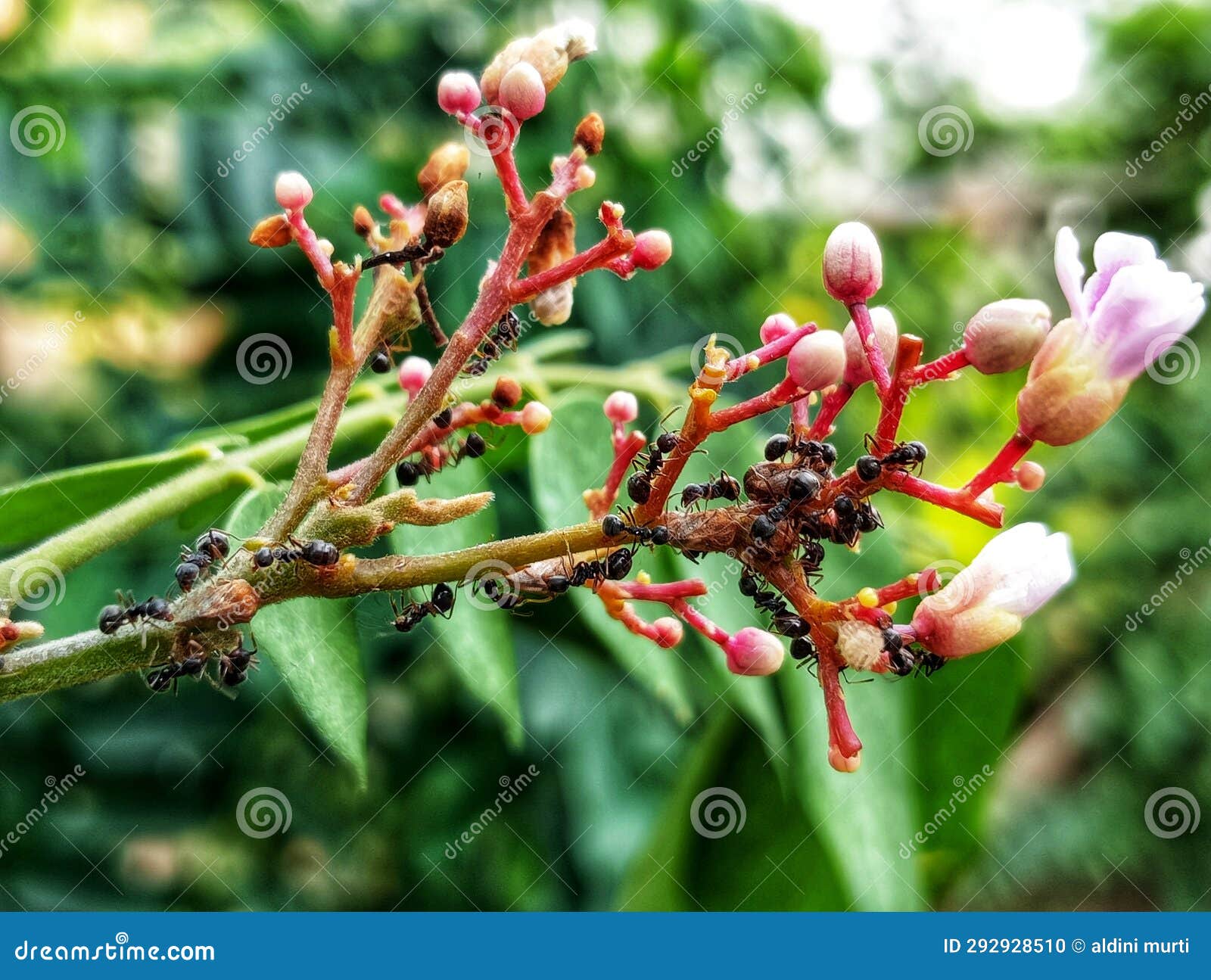 Close-up Shot of a Group of Ants on a Tree Branch Stock Photo - Image ...