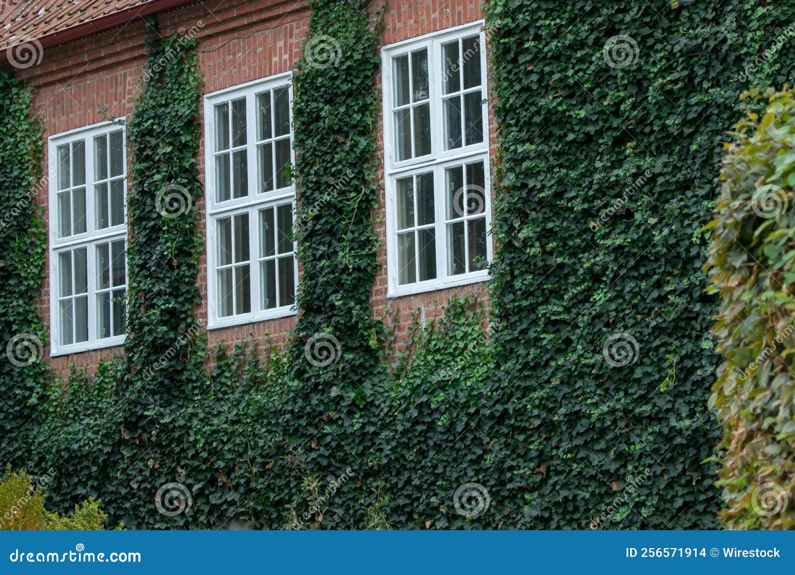 Close-up Shot of Grown Shrubs on a Brick Building Wall Stock Photo ...