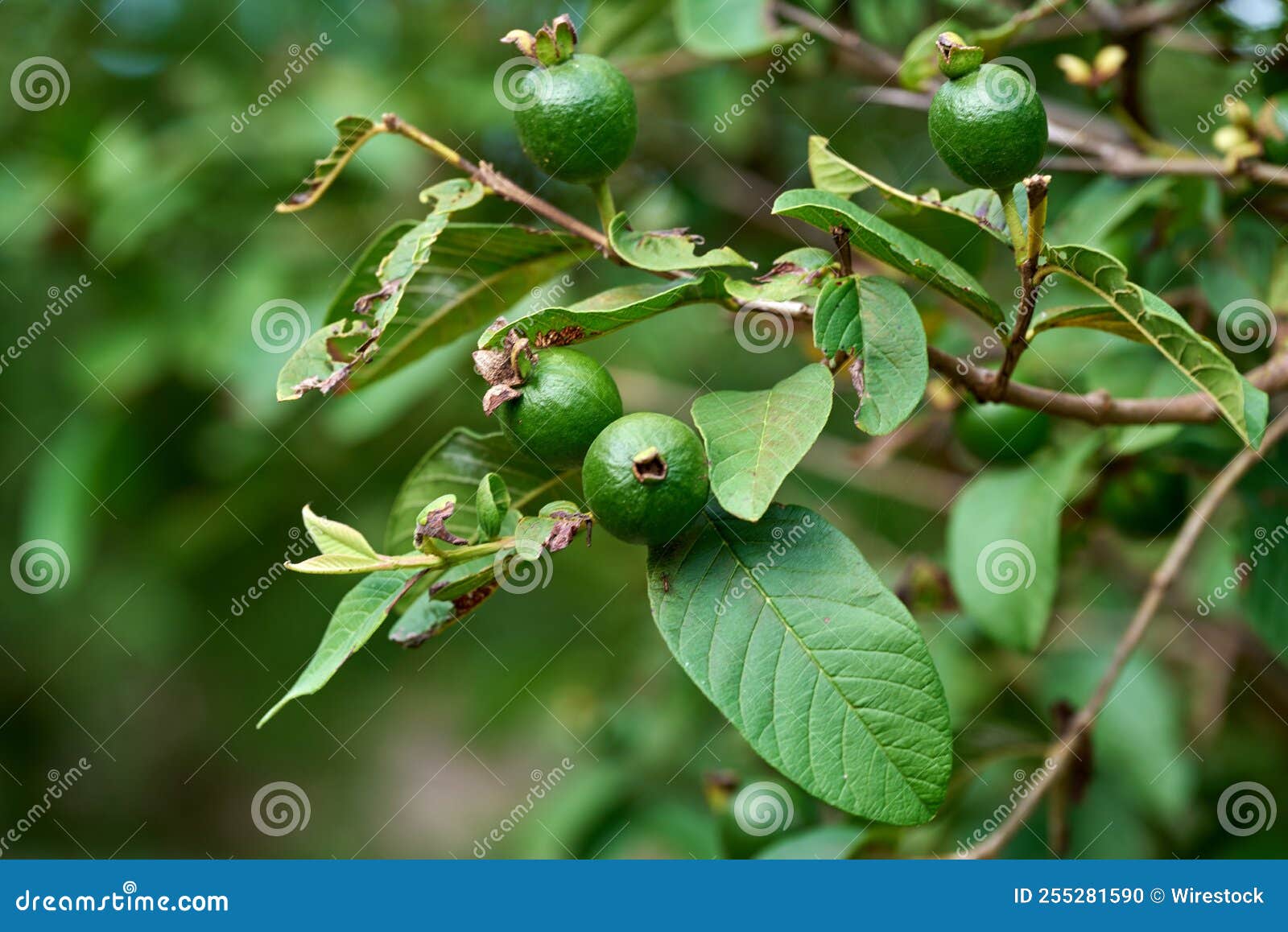Close-up Shot of Guavas Growing on Tree Stock Photo - Image of branches ...