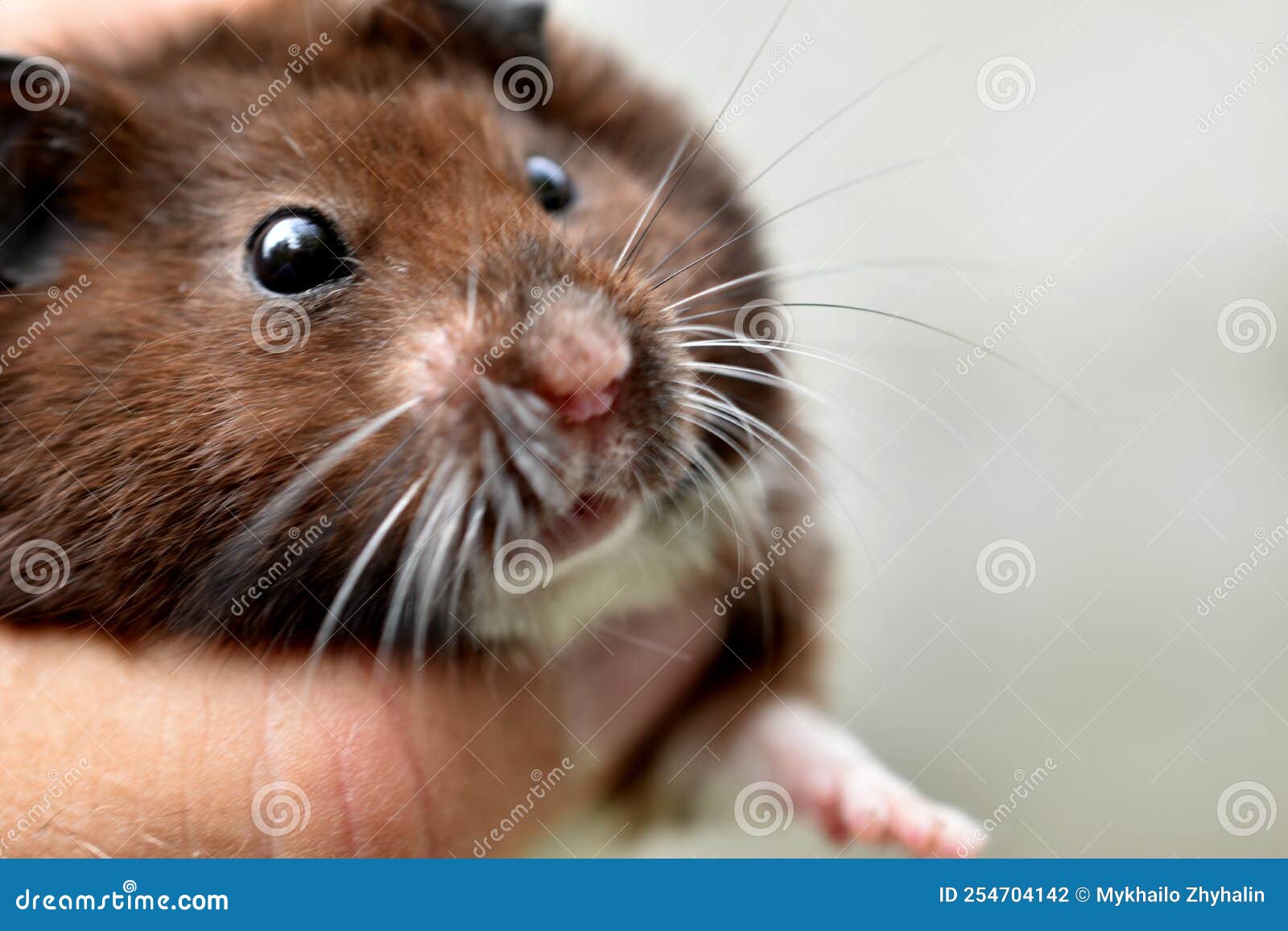 Close-up Shot of a Hamster S Muzzle. Stock Photo - Image of small ...