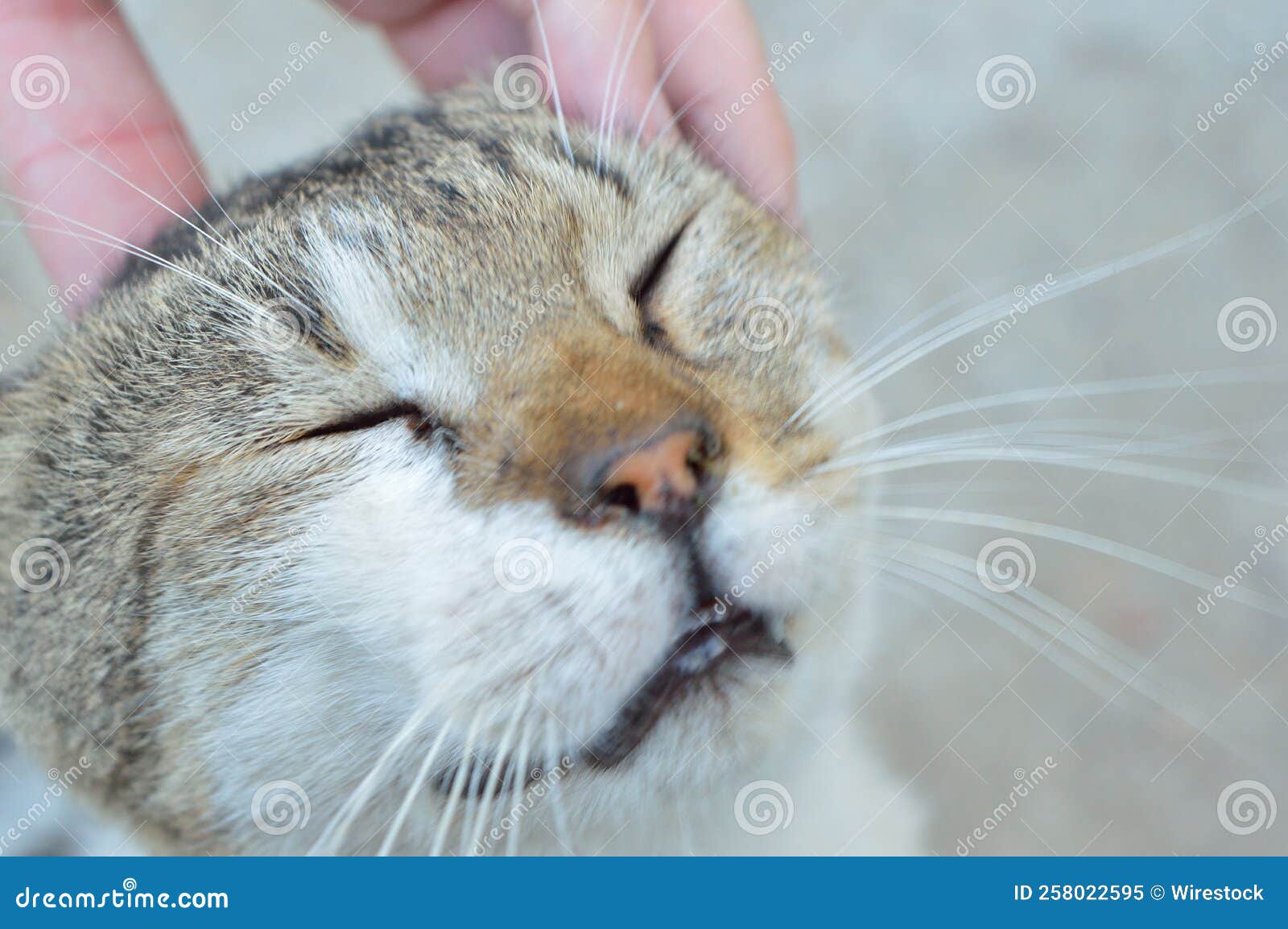 Close-up Shot of a Hand Petting a Cute Cat Stock Image - Image of ...