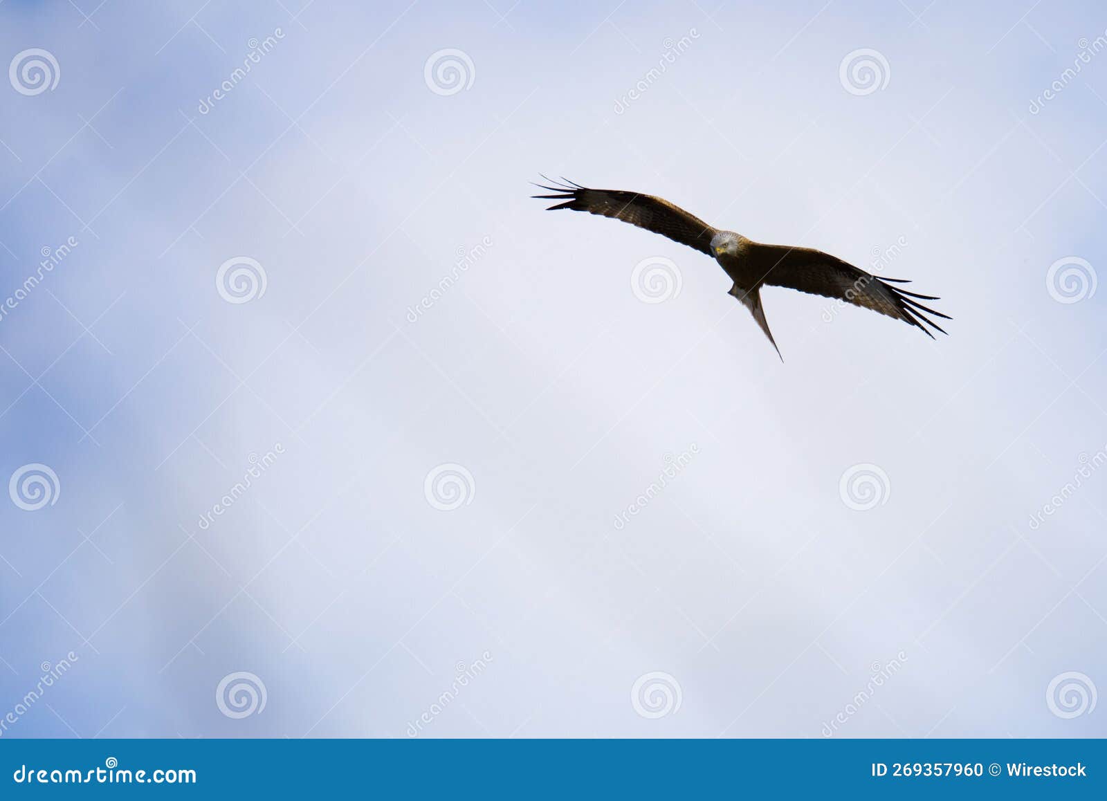 Close-up Shot of a Hawk Flying in the Sky Stock Photo - Image of ...