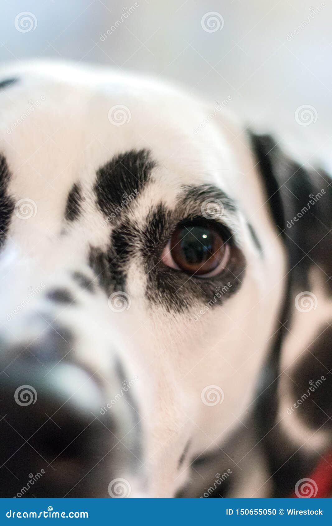 A Close Up Shot of a Head of a Dalmatian Stock Photo - Image of look ...