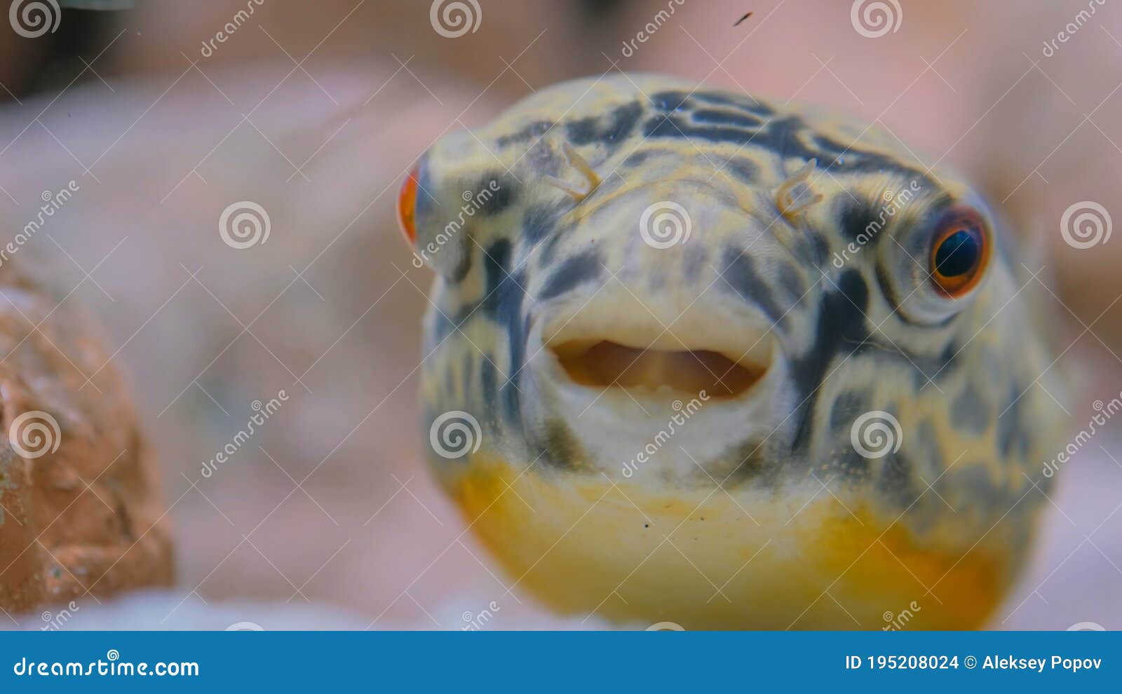 Close Up Shot of Head of Fish Stock Photo - Image of dive, deep: 195208024