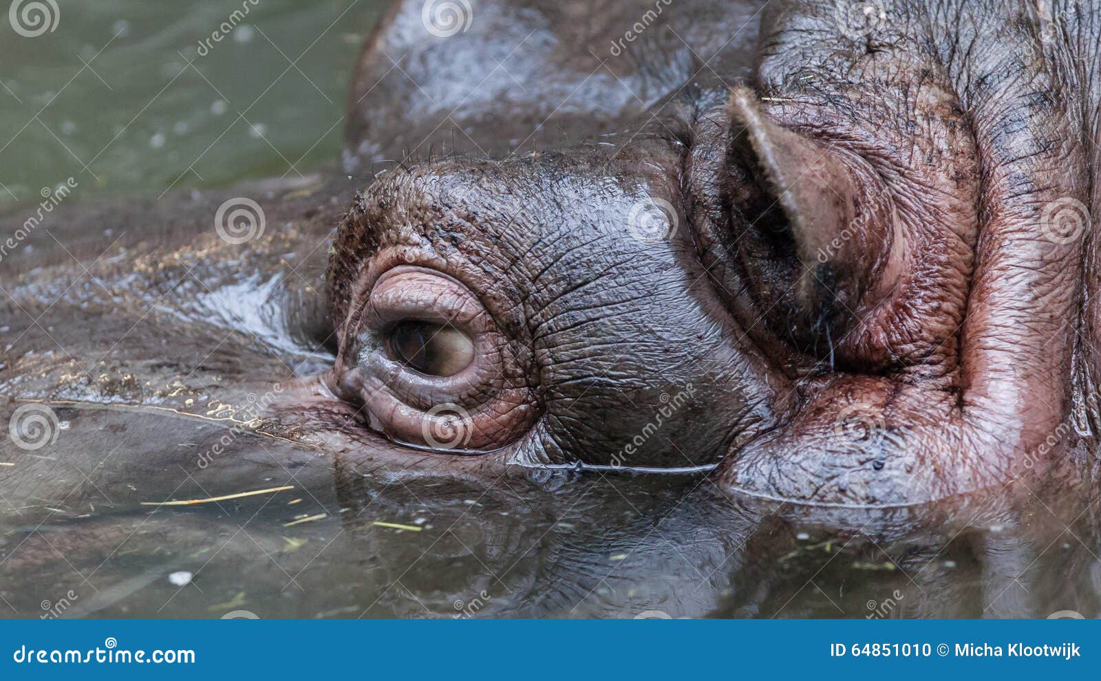 Close Up Shot of Hippo S Eye Stock Photo - Image of person, portrait ...