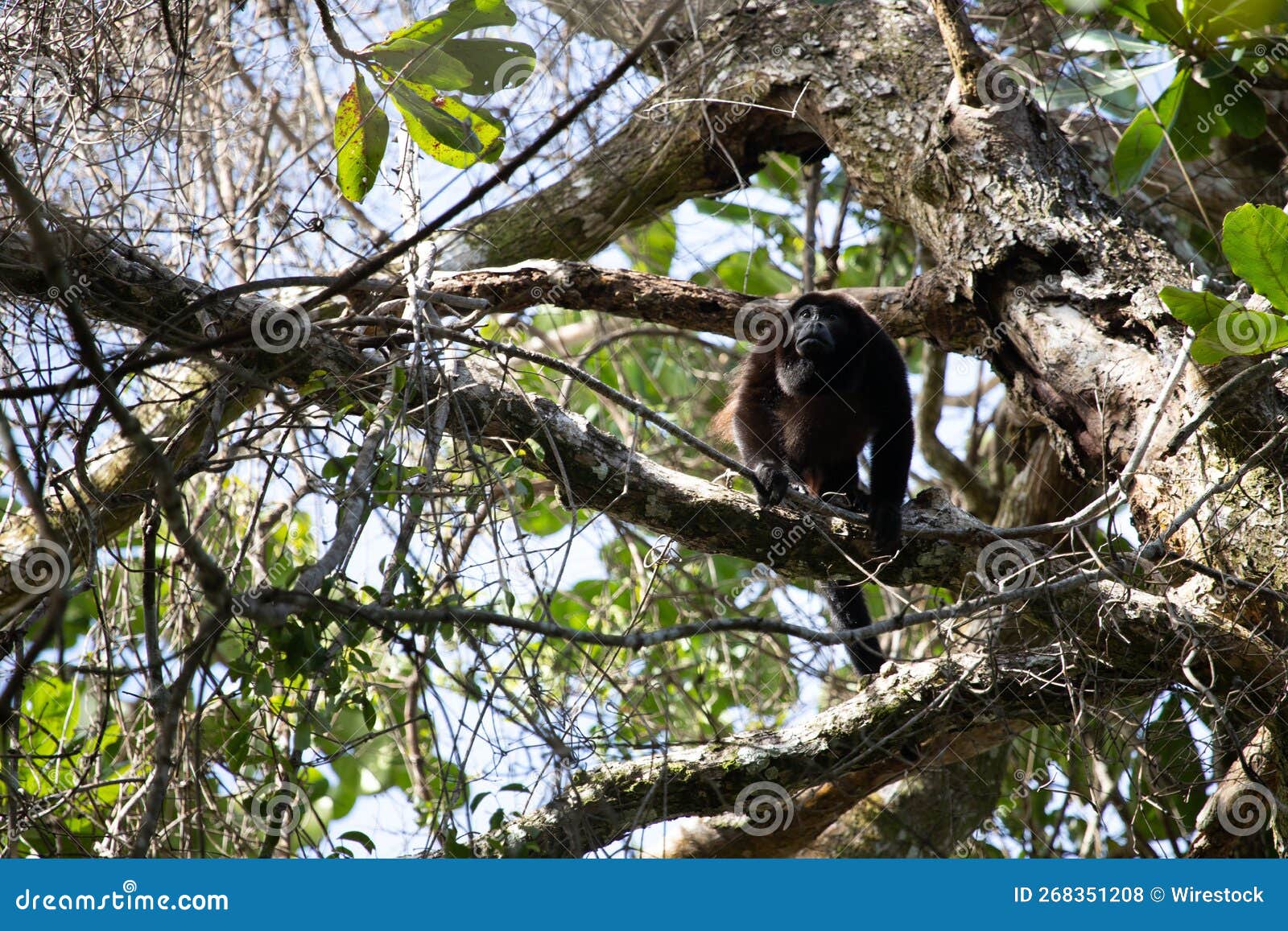 Close-up Shot of a Howler Monkey Sitting on a Tree Branch Stock Photo ...