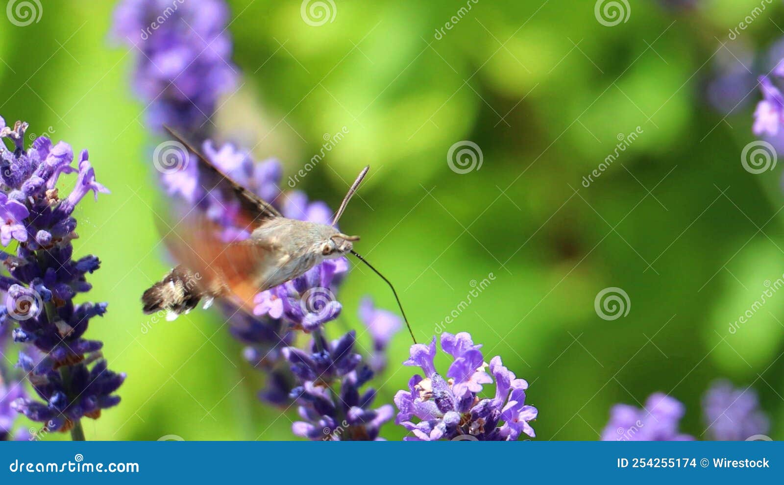 Close-up Shot of a Hummingbird Hawk-moth Flying Over a Lilac Stock ...