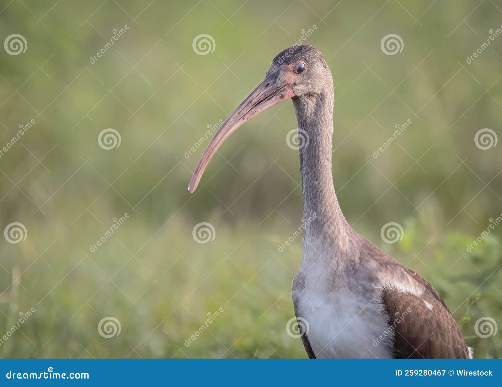 Close-up Shot of an Ibis in a Field Stock Image - Image of nature ...