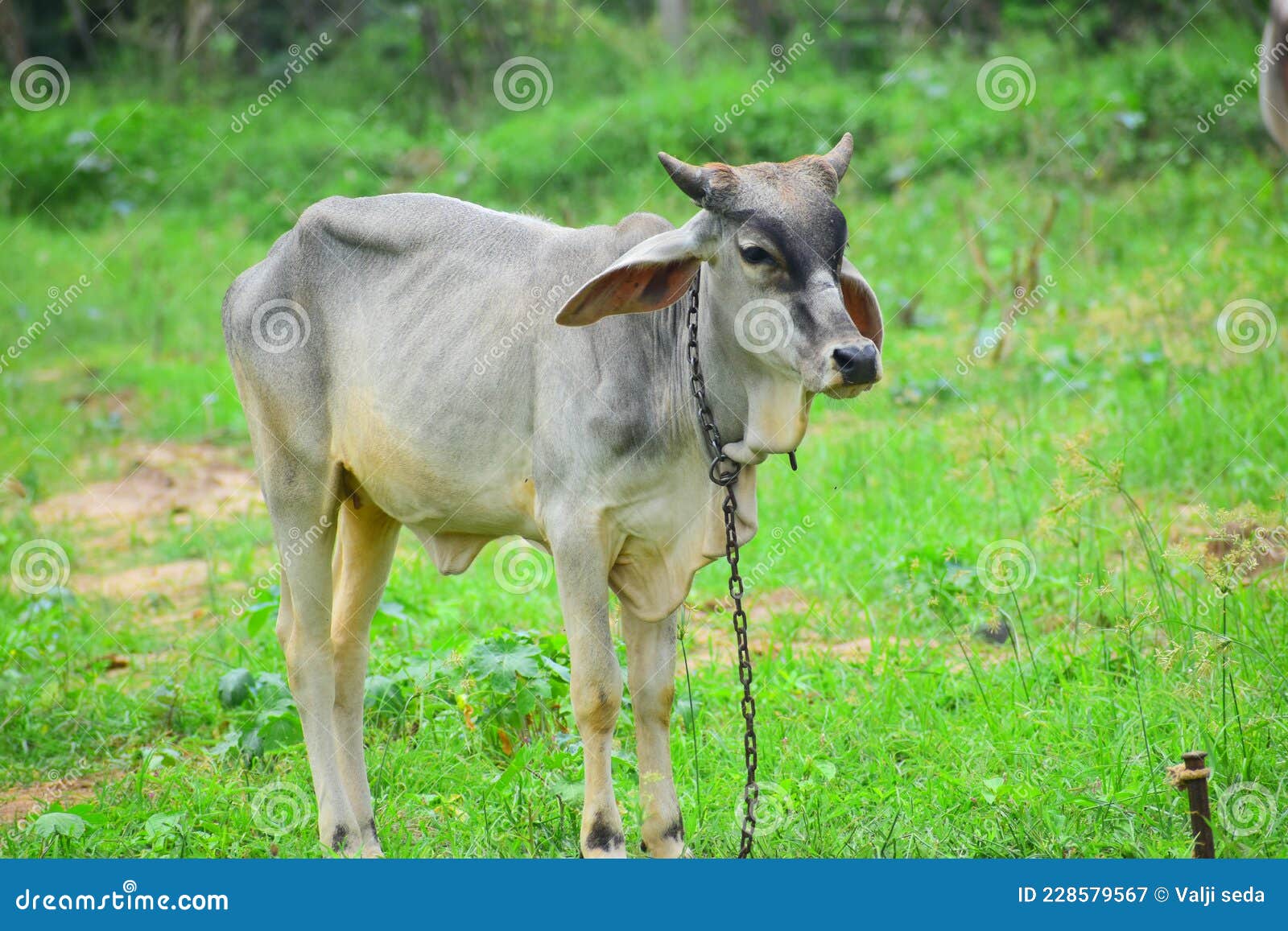 Close Up Shot of Indian Cow Stock Image - Image of cattle, indian ...