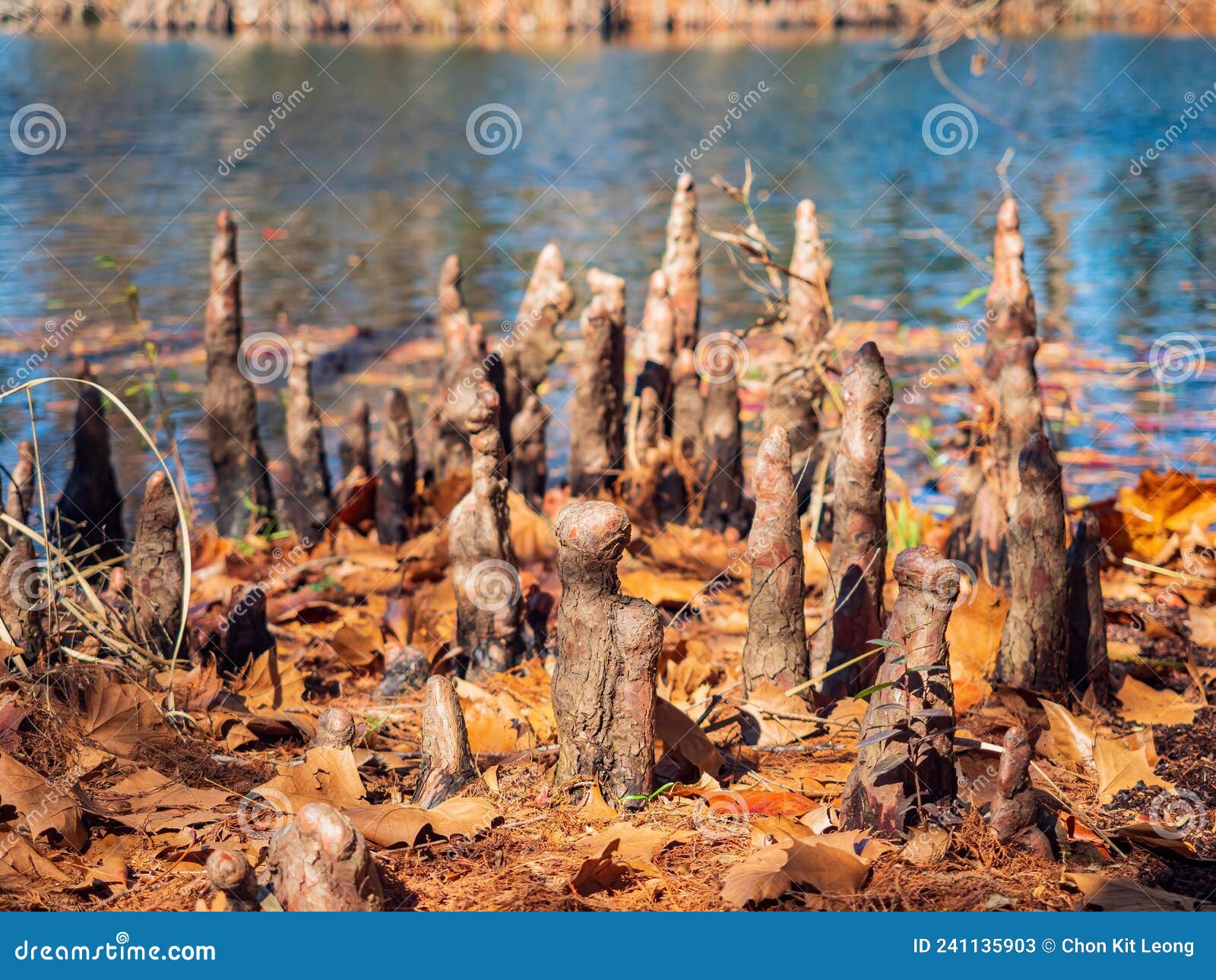 Close Up Shot of Interesting Tree Roots Along the Texas Native Trail ...