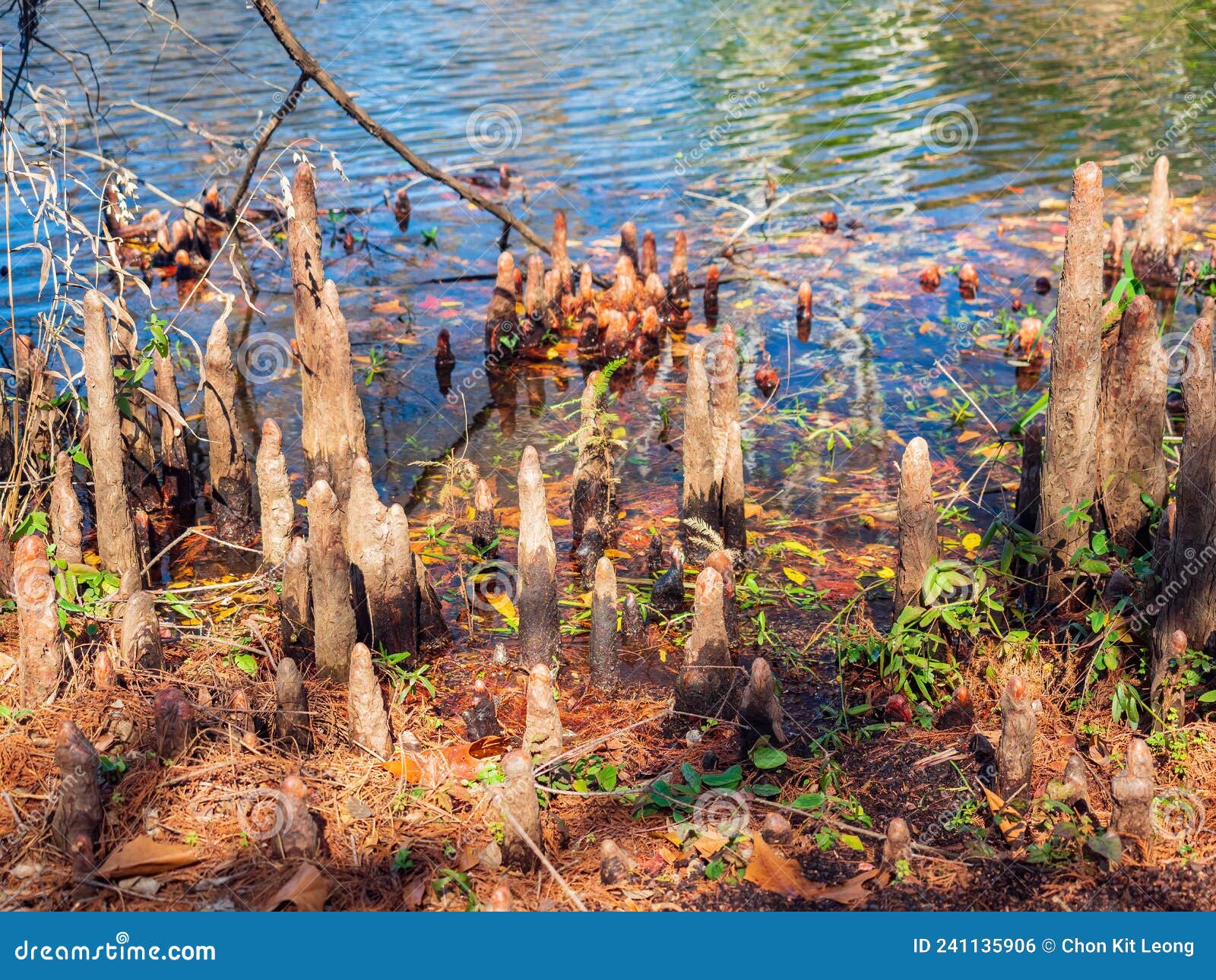 Close Up Shot of Interesting Tree Roots Along the Texas Native Trail ...