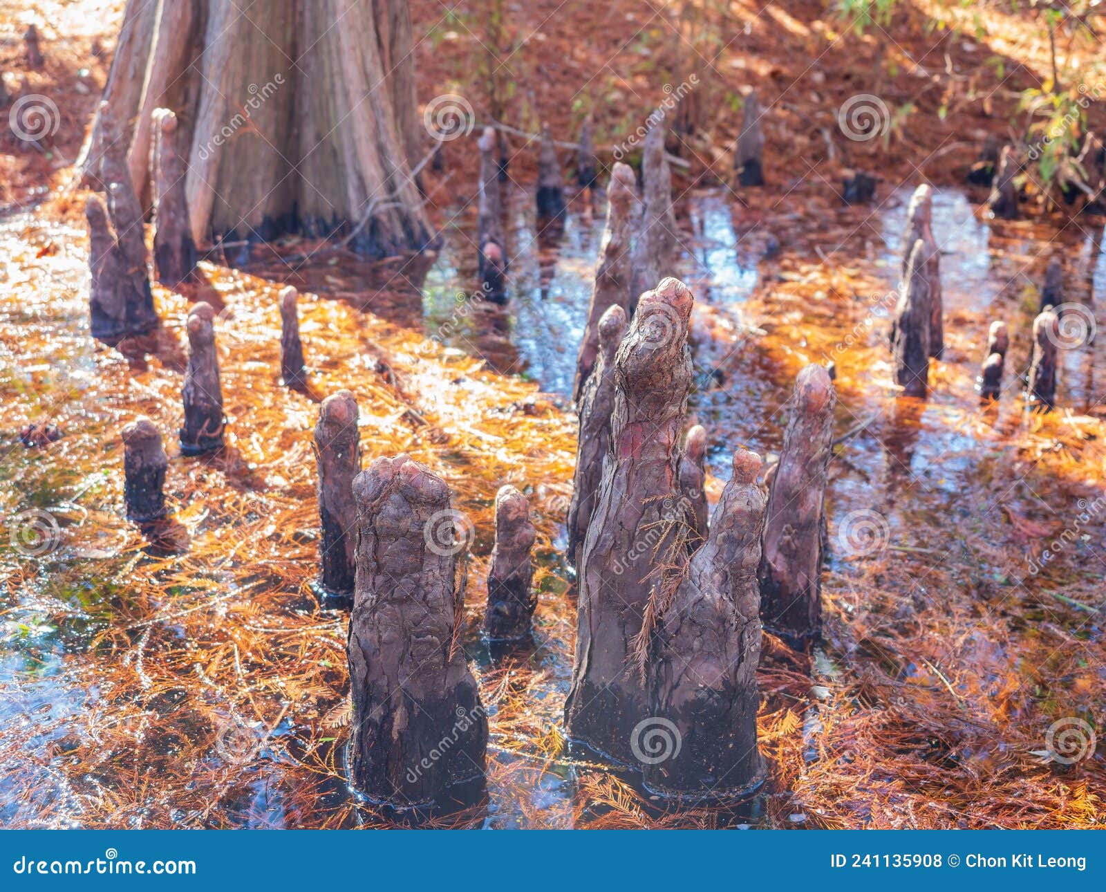 Close Up Shot of Interesting Tree Roots Along the Texas Native Trail ...