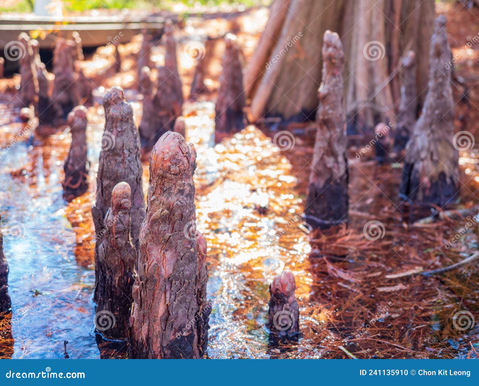 Close Up Shot of Interesting Tree Roots Along the Texas Native Trail ...