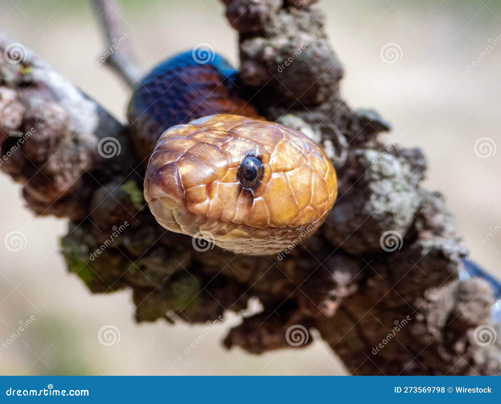 Close-up Shot of an Intimidating Cobra Snake Coiled Atop a Tree Branch ...