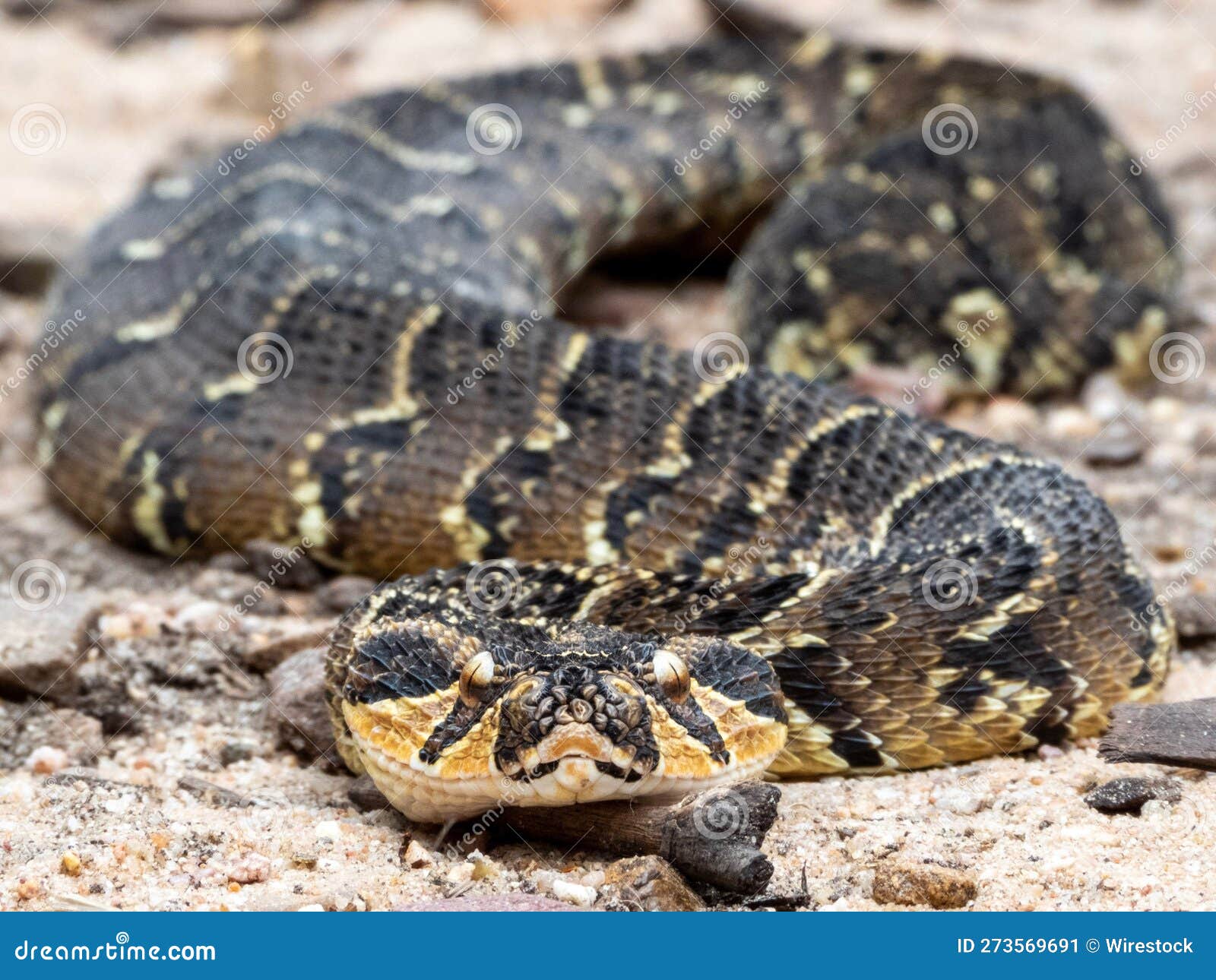 Close-up Shot of an Intimidating Puff Adder Snake Stock Image - Image ...