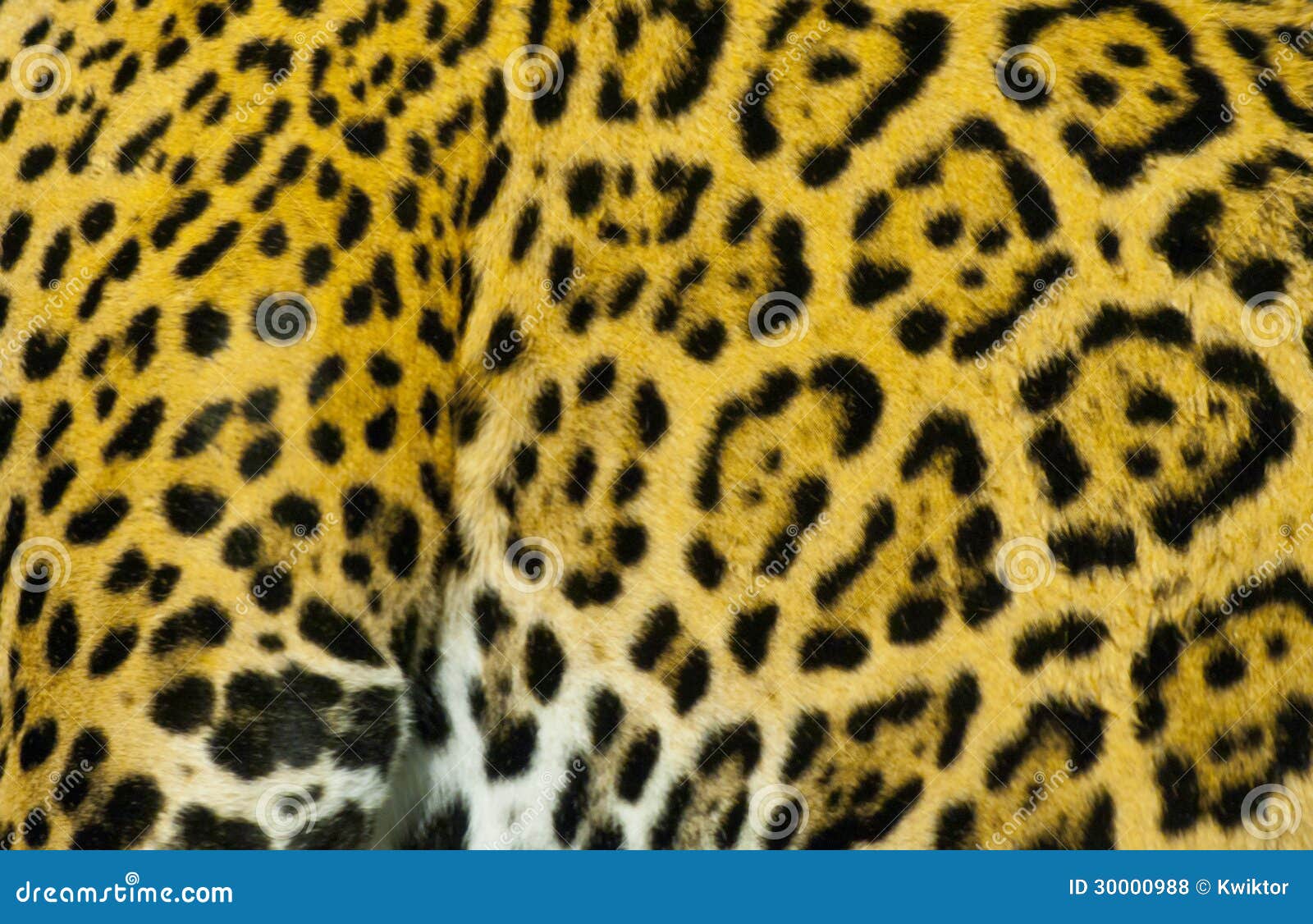 Jaguar Fur stock photo. Image of decoration, jaguar, black - 30000988