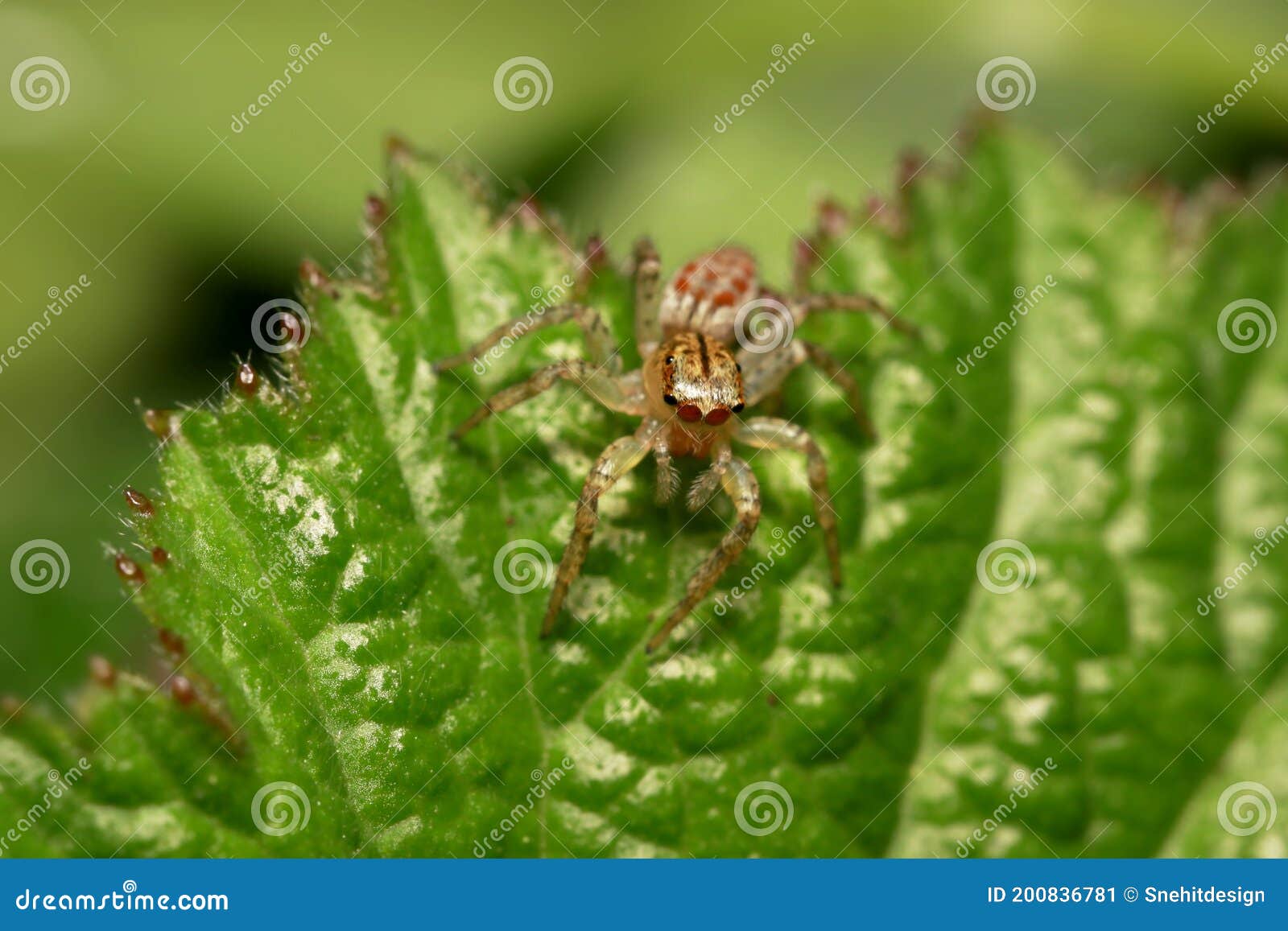 Close Up Shot of Jumping Spider on a Leaf Stock Image - Image of leaf ...