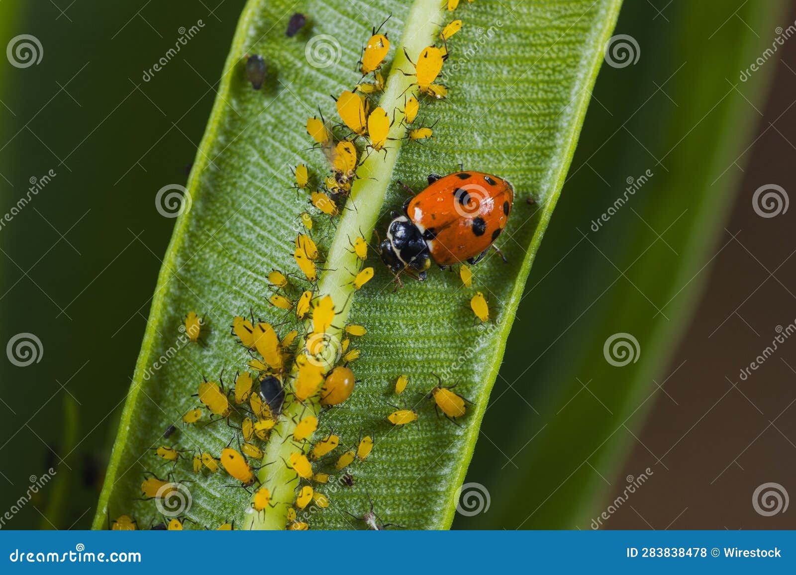 Close-up Shot of a Ladybug and Small Yellow Bugs Perched on the ...