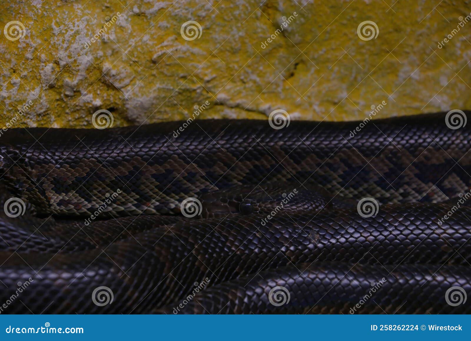 Close-up Shot of a Large Long Black Snake Stock Photo - Image of ...