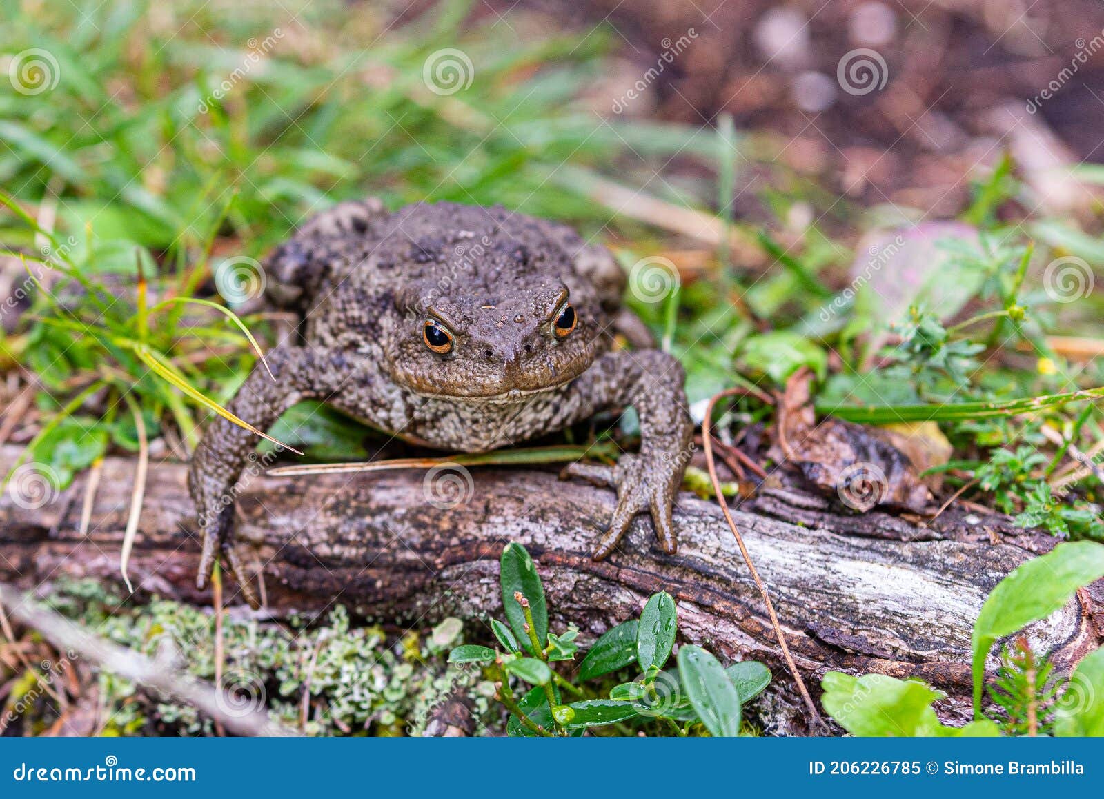 Close Up Shot of a Large Toad Resting on a Wooden Trunk Stock Image ...