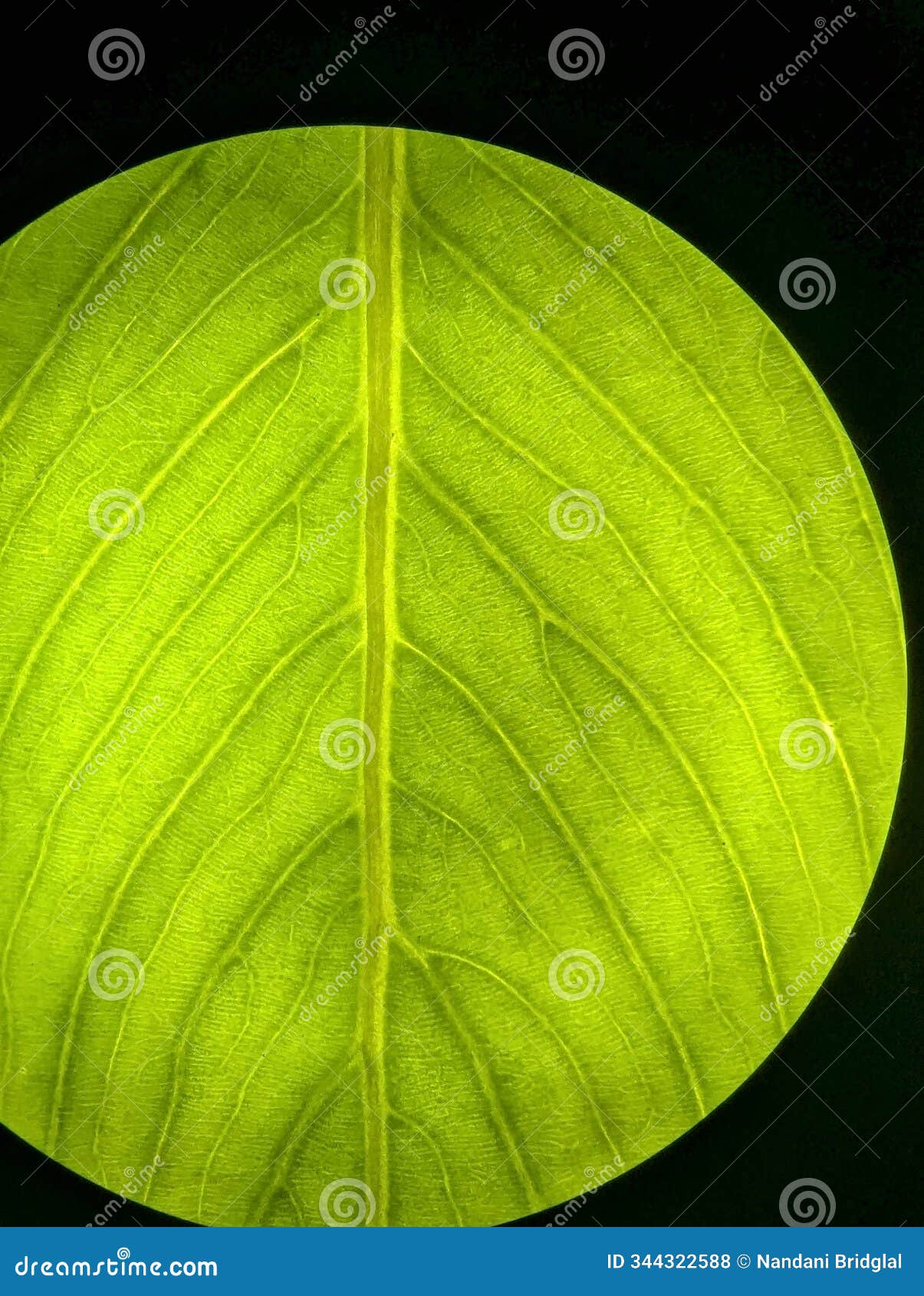 Macro Shot of a Leaf Under a Microscope Stock Photo - Image of sunlight ...