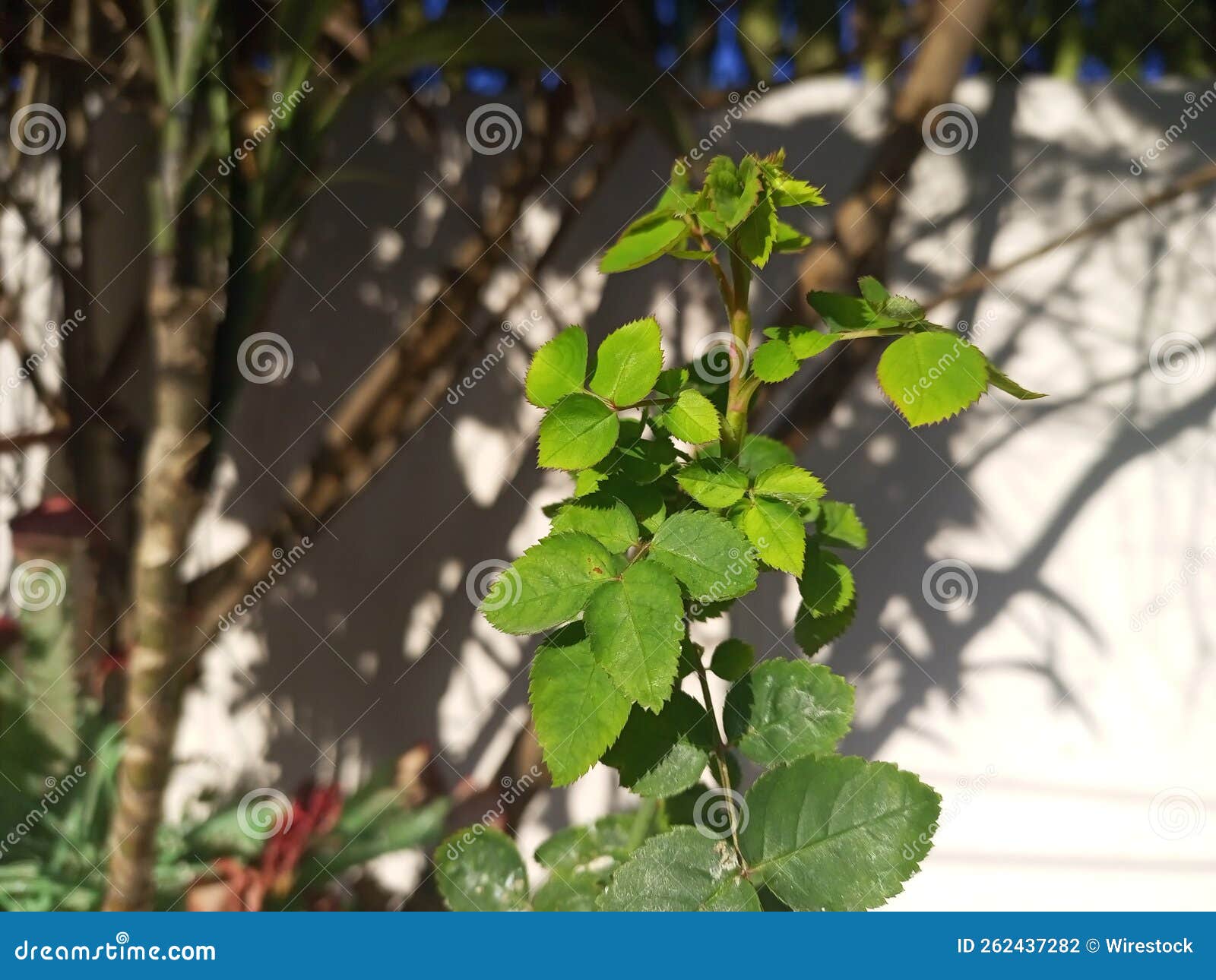 Close-up Shot of Leaves Growing on a Stalk Stock Photo - Image of stalk ...