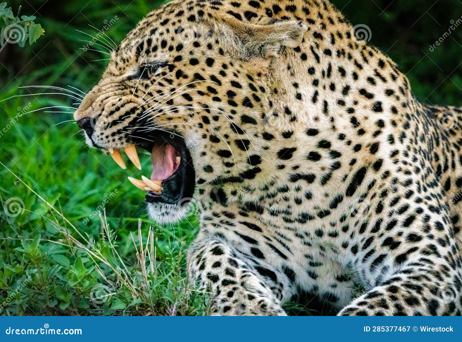 Close-up Shot of a Leopard with a Fierce Expression, Baring Its Teeth ...