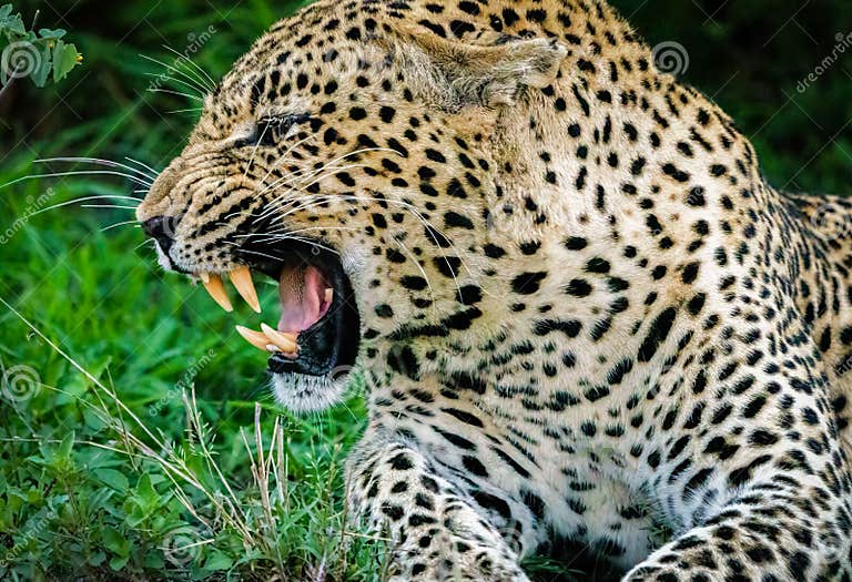 Close-up Shot of a Leopard with a Fierce Expression, Baring Its Teeth ...