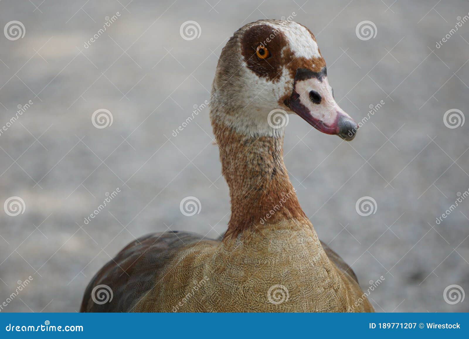 Close Up Shot of a Light Brown Duck Looking Ahead with Blurry ...