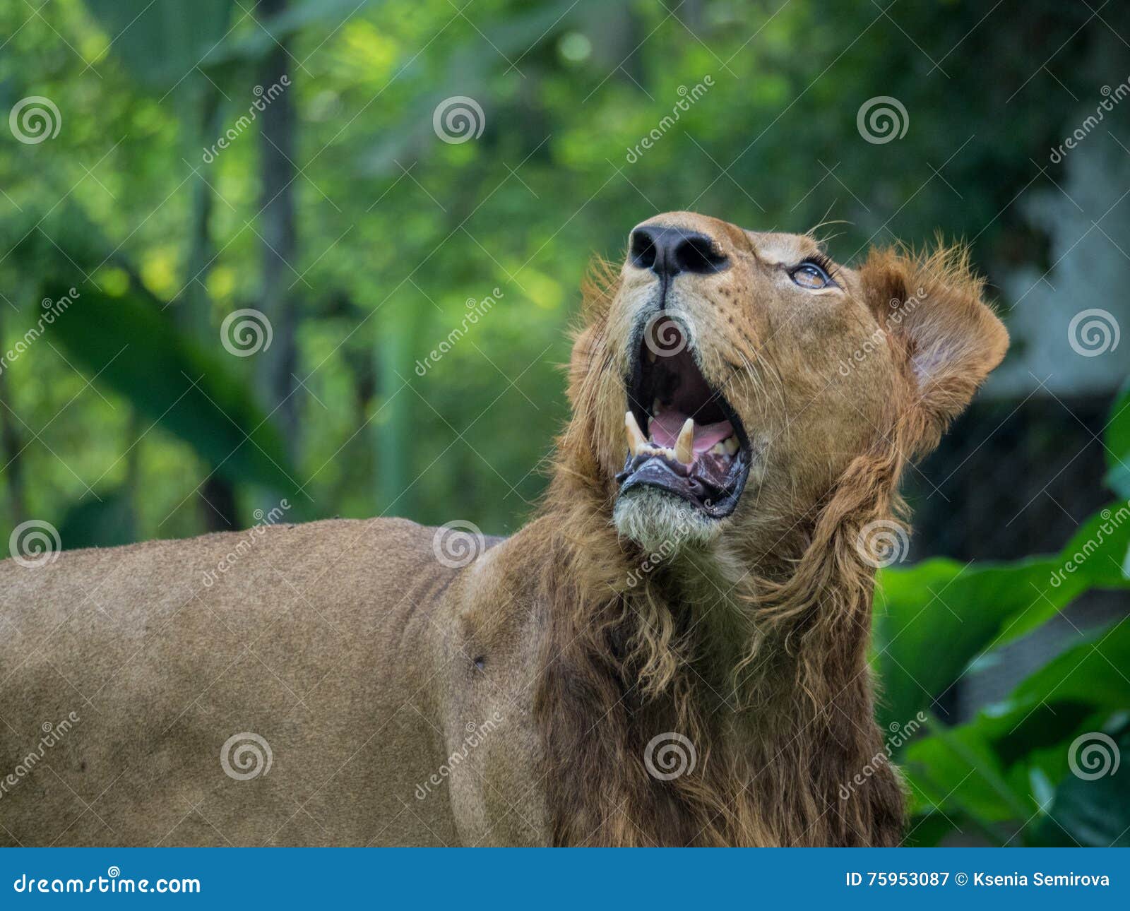 Close-up shot of lion stock image. Image of angry, face - 75953087
