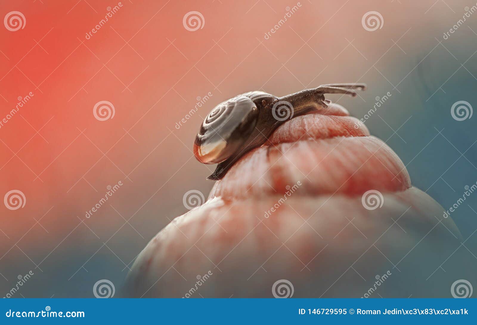 Slug Shell Stock Photos - Download 10,863 Royalty Free Photos