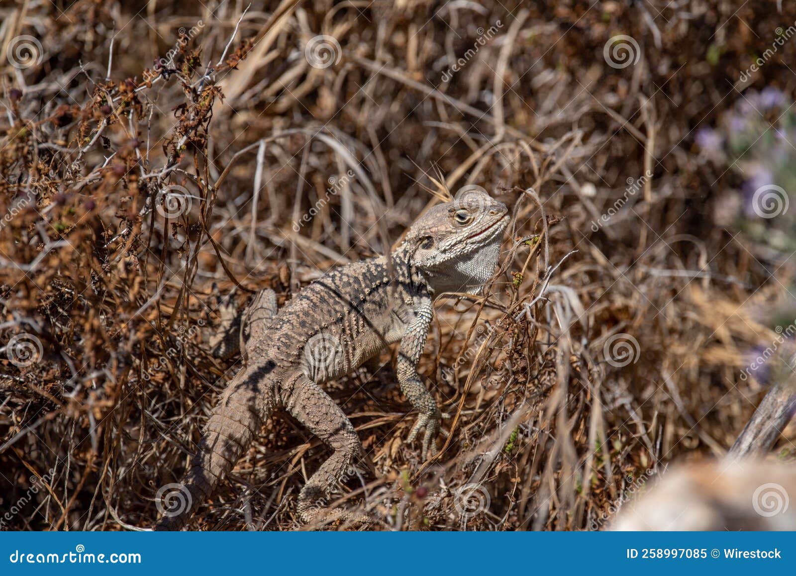 Close-up Shot of a Lizard on in Dry Grass Stock Image - Image of ...