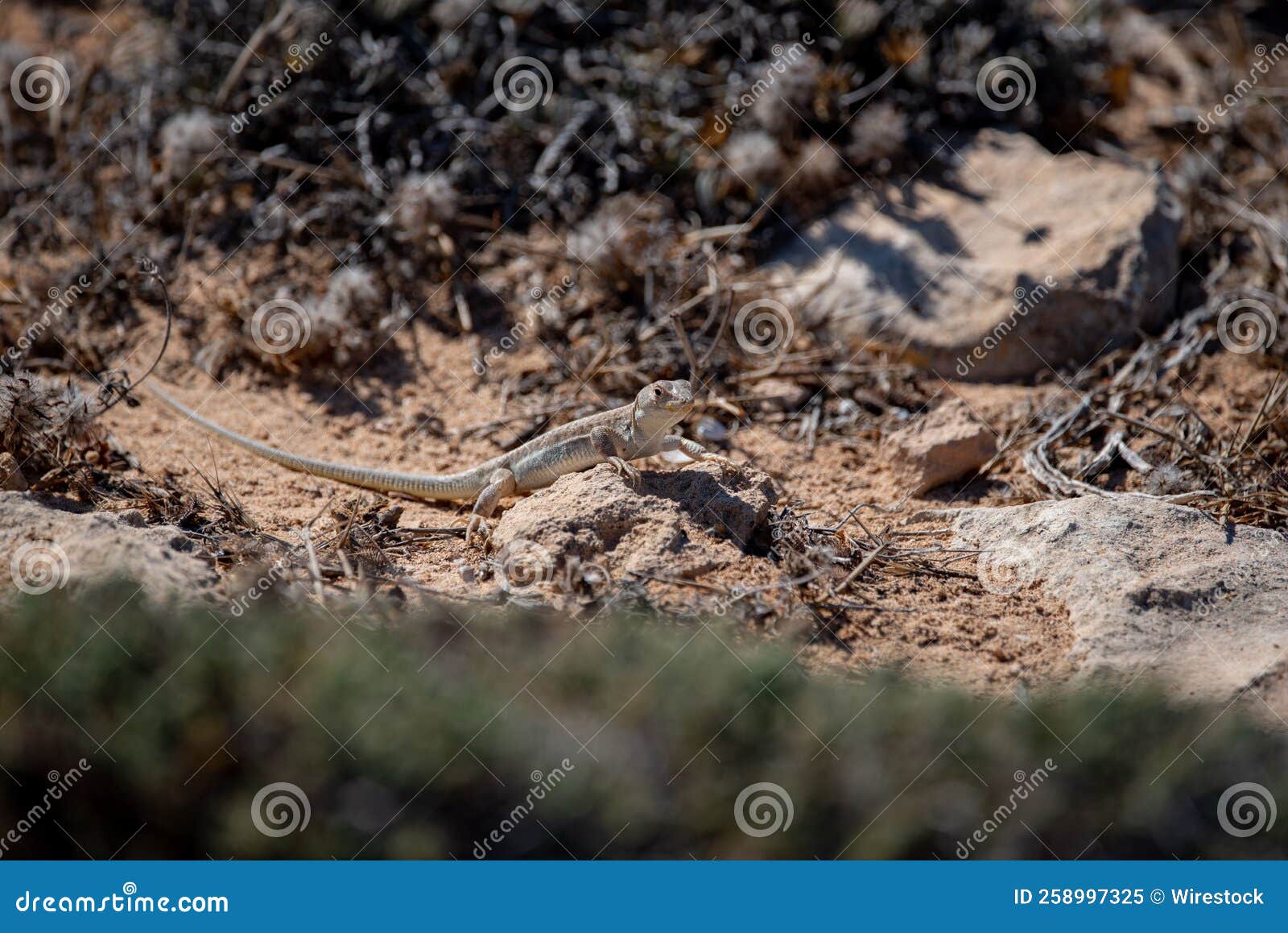 Close-up Shot of a Lizard on a Rocky and Dusty Ground Stock Image ...