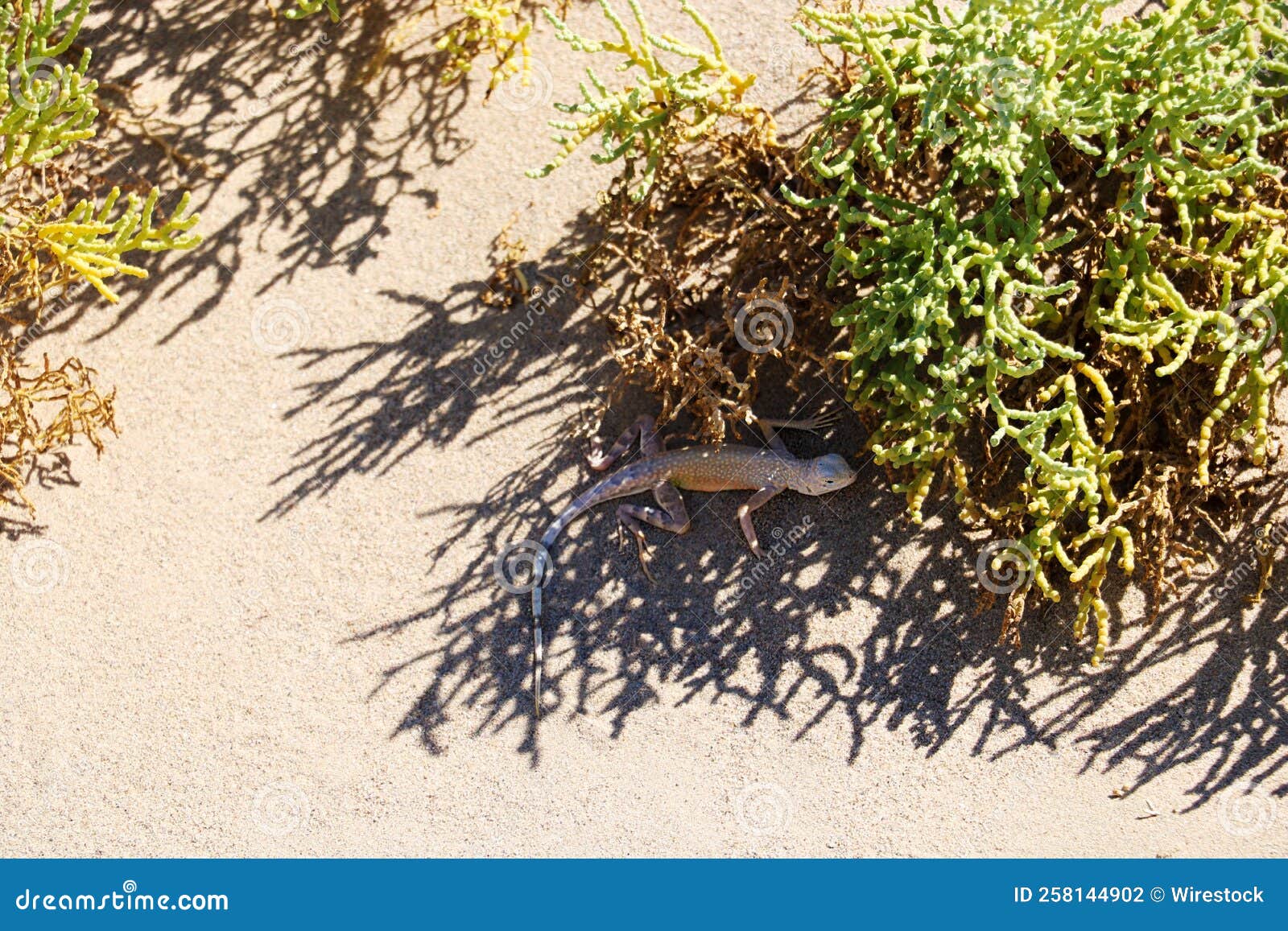 Close-up Shot of a Lizard Under a Bush Stock Photo - Image of lizard ...
