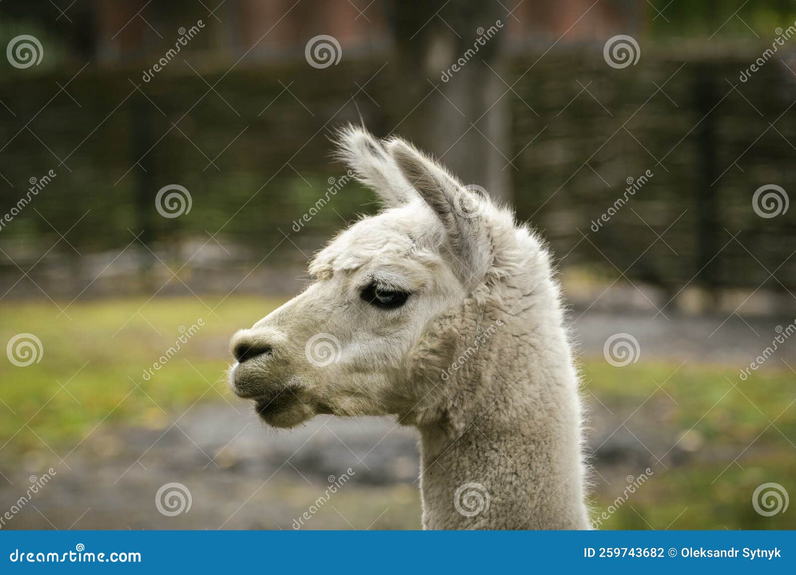 Close Up Shot of Llama with White Fur in a Zoo Stock Photo - Image of ...