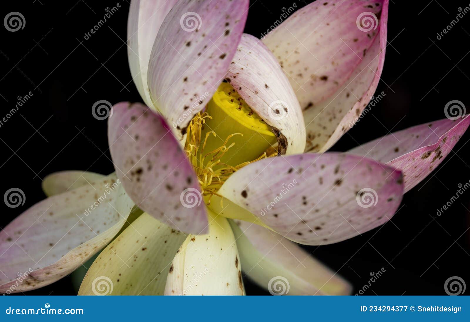 Close Up Shot of Lotus Flower Inside Details Stock Image - Image of ...