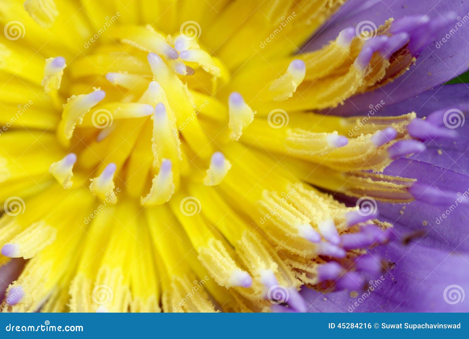 Close up shot lotus pollen stock photo. Image of green - 45284216
