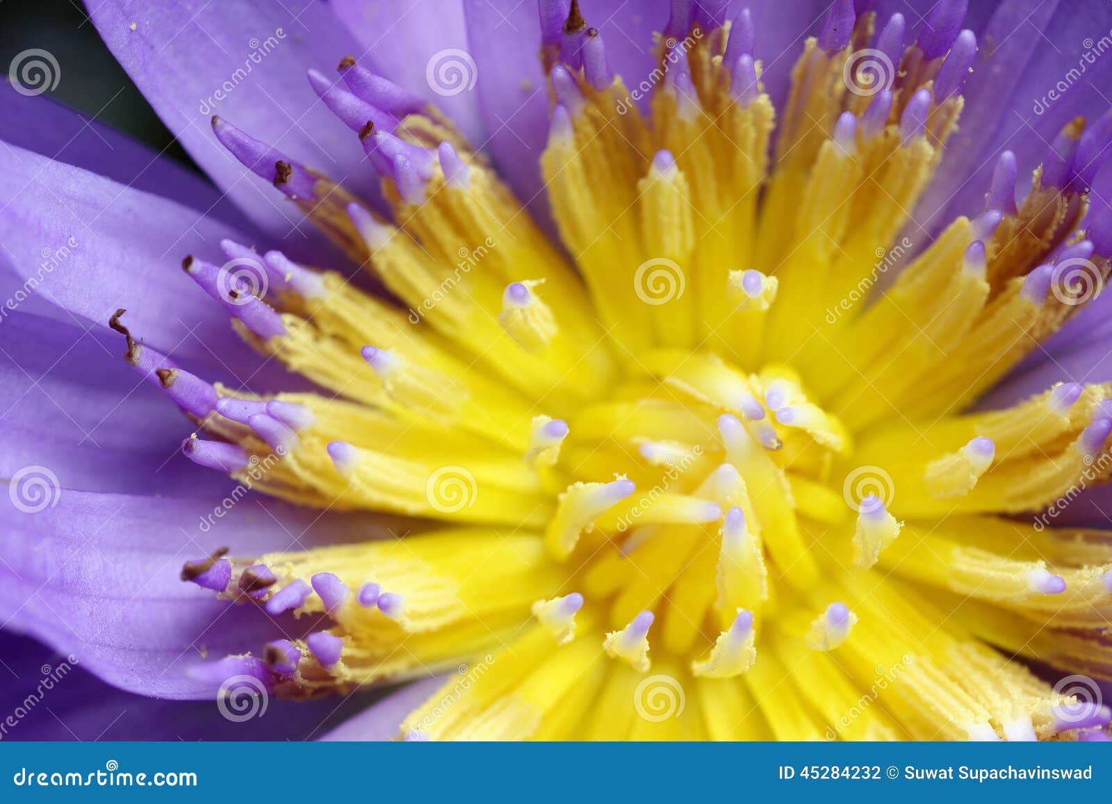 Close up shot lotus pollen stock photo. Image of drop - 45284232